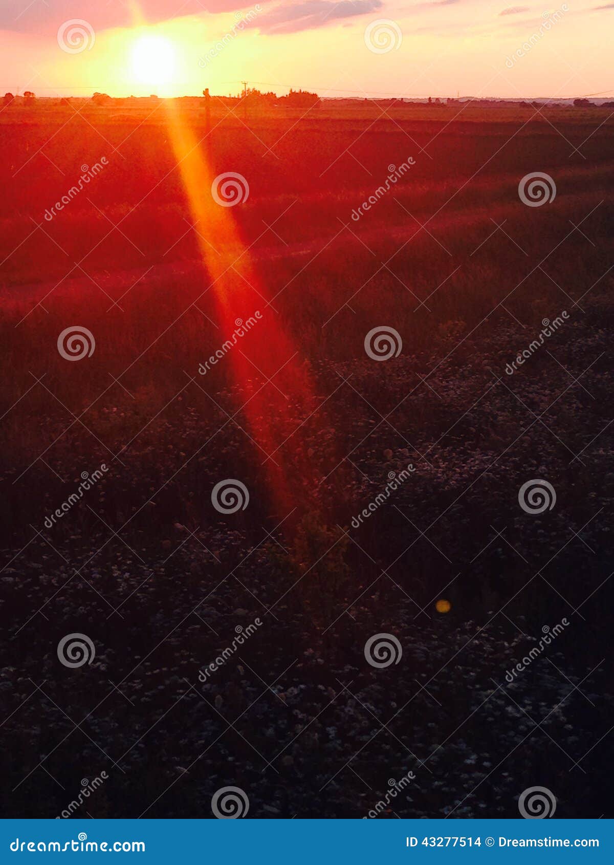 Ruby sunset stock photo. Image of sunset, field, ruby - 43277514