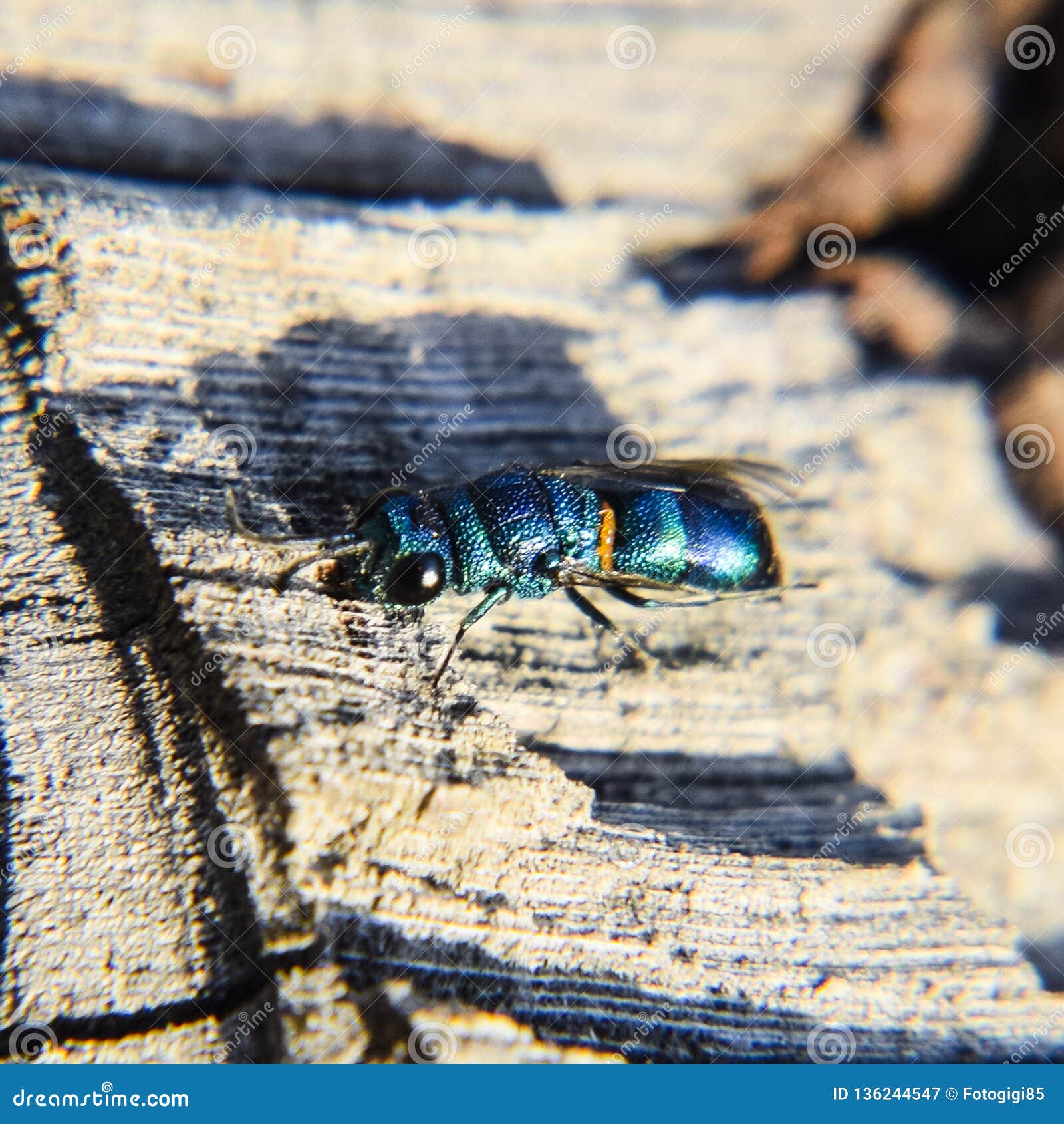 Ruby - tailed wasp stock image. Image of small, parasitoid - 136244547