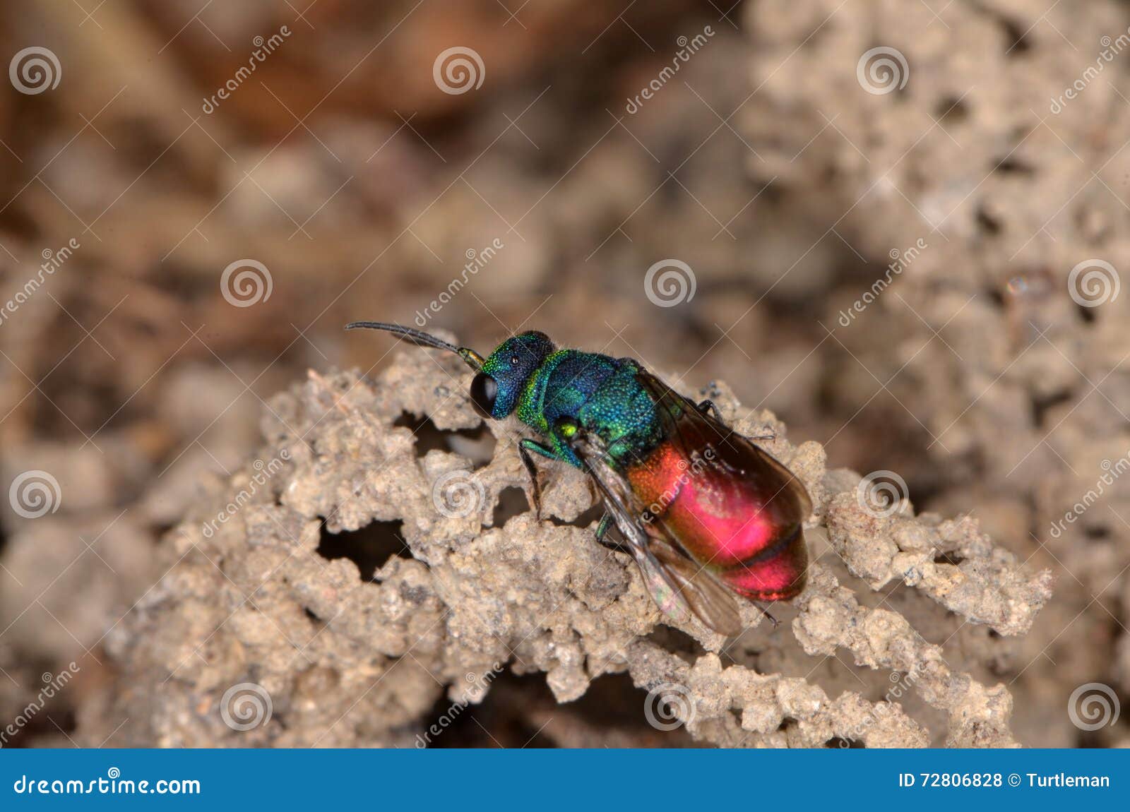Ruby-tailed Wasp (Chrysis Ignita) Stock Photo - Image of insect, white ...
