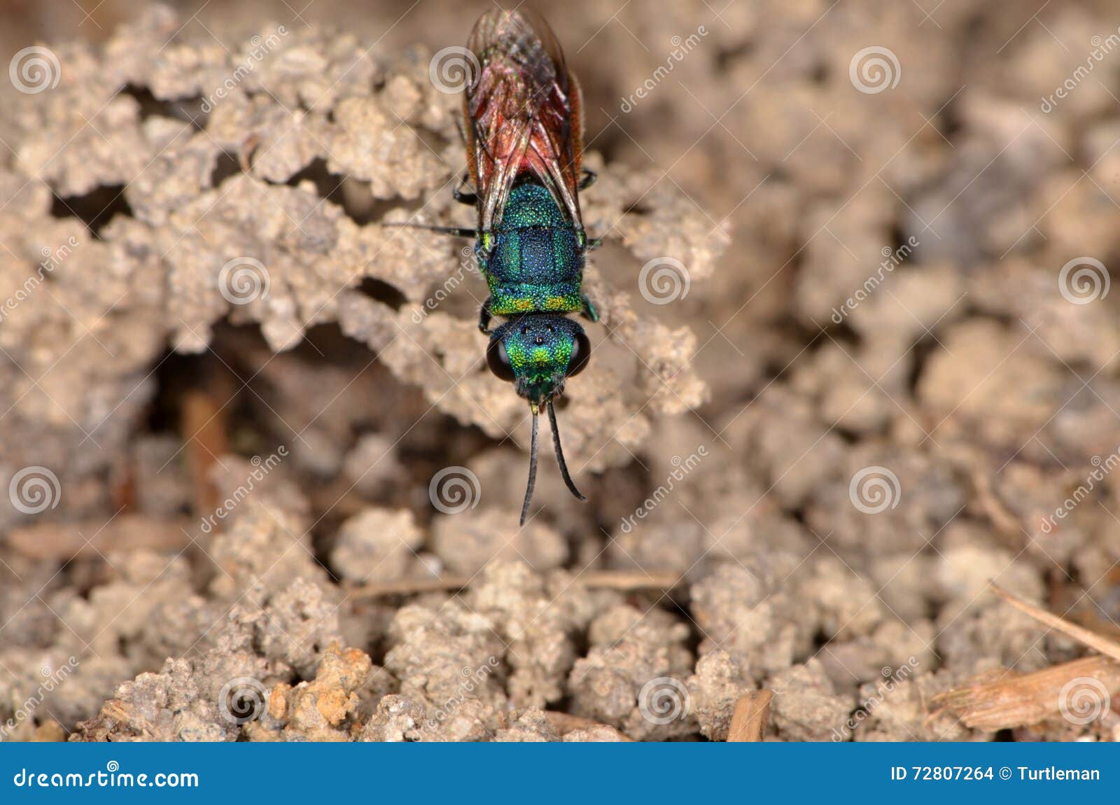 Ruby-tailed Wasp (Chrysis Ignita) Stock Photo - Image of nature, insect ...