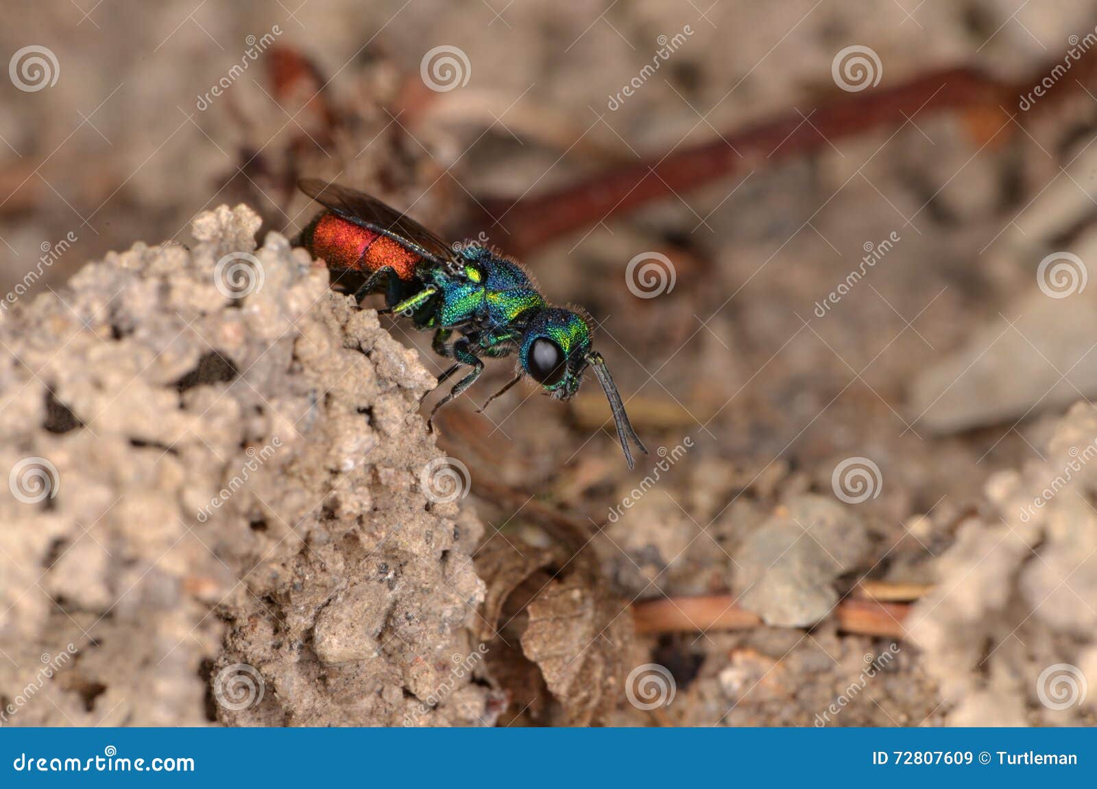 Ruby-tailed Wasp (Chrysis Ignita) Stock Image - Image of close ...