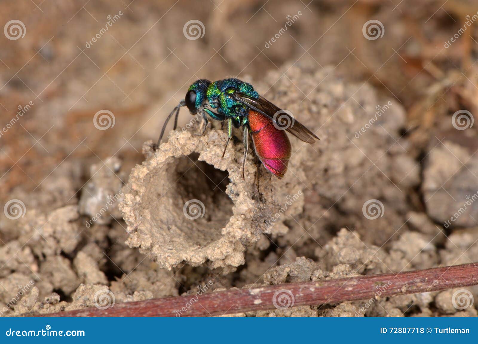 Ruby-tailed Wasp (Chrysis Ignita) Stock Photo - Image of hymenoptera ...