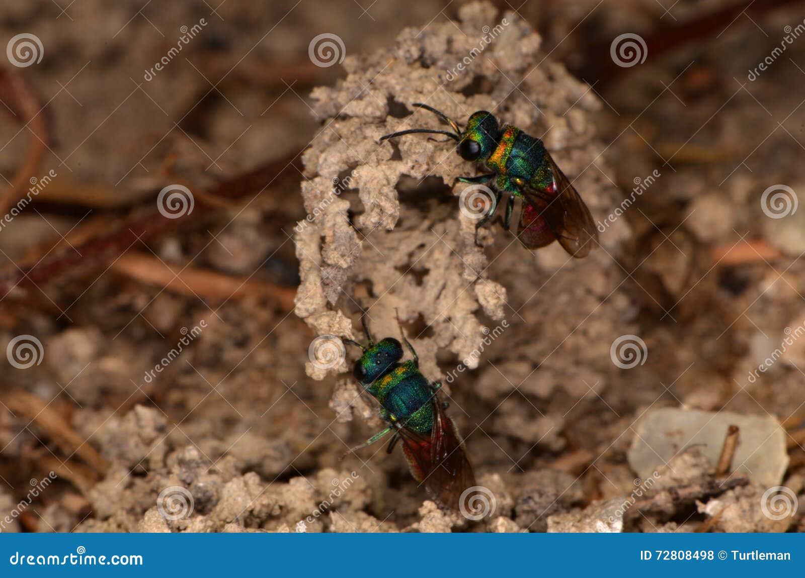 Ruby-tailed Wasp (Chrysis Ignita) Stock Photo - Image of beautiful ...