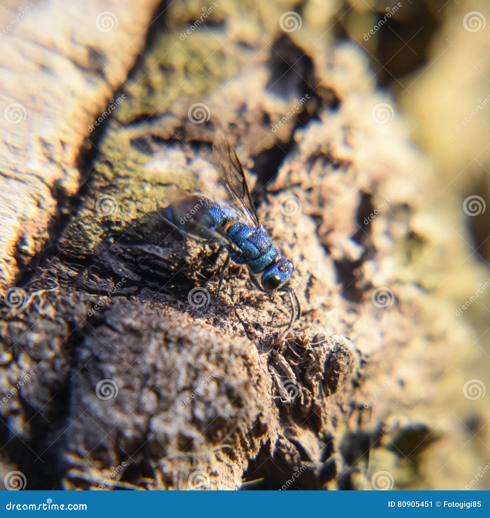 Ruby - tailed wasp stock image. Image of tail, small - 80905451