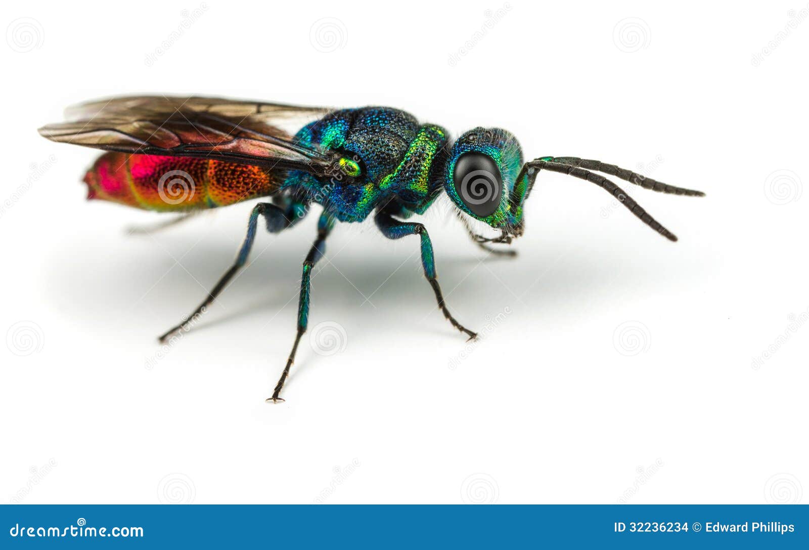 251 Tailed Wasp Stock Photos - Free & Royalty-Free Stock Photos from ...
