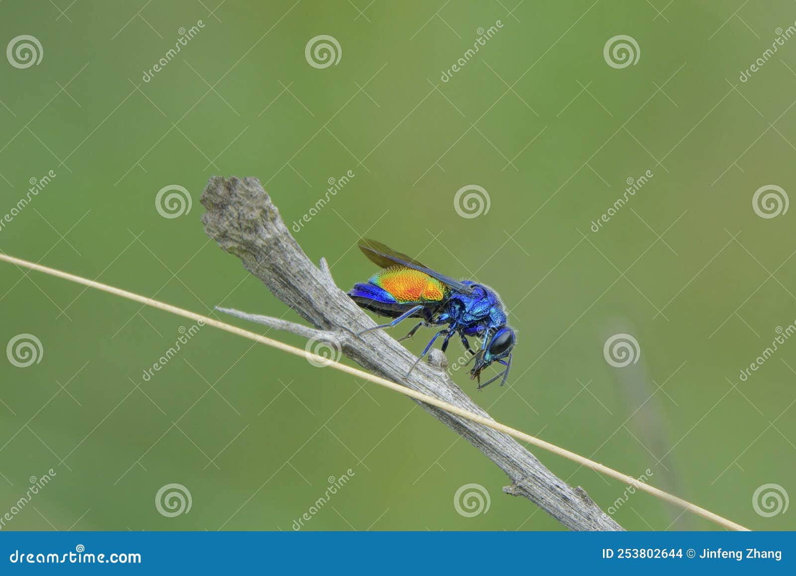 Ruby-tailed wasp stock photo. Image of insects, cuckoo - 253802644