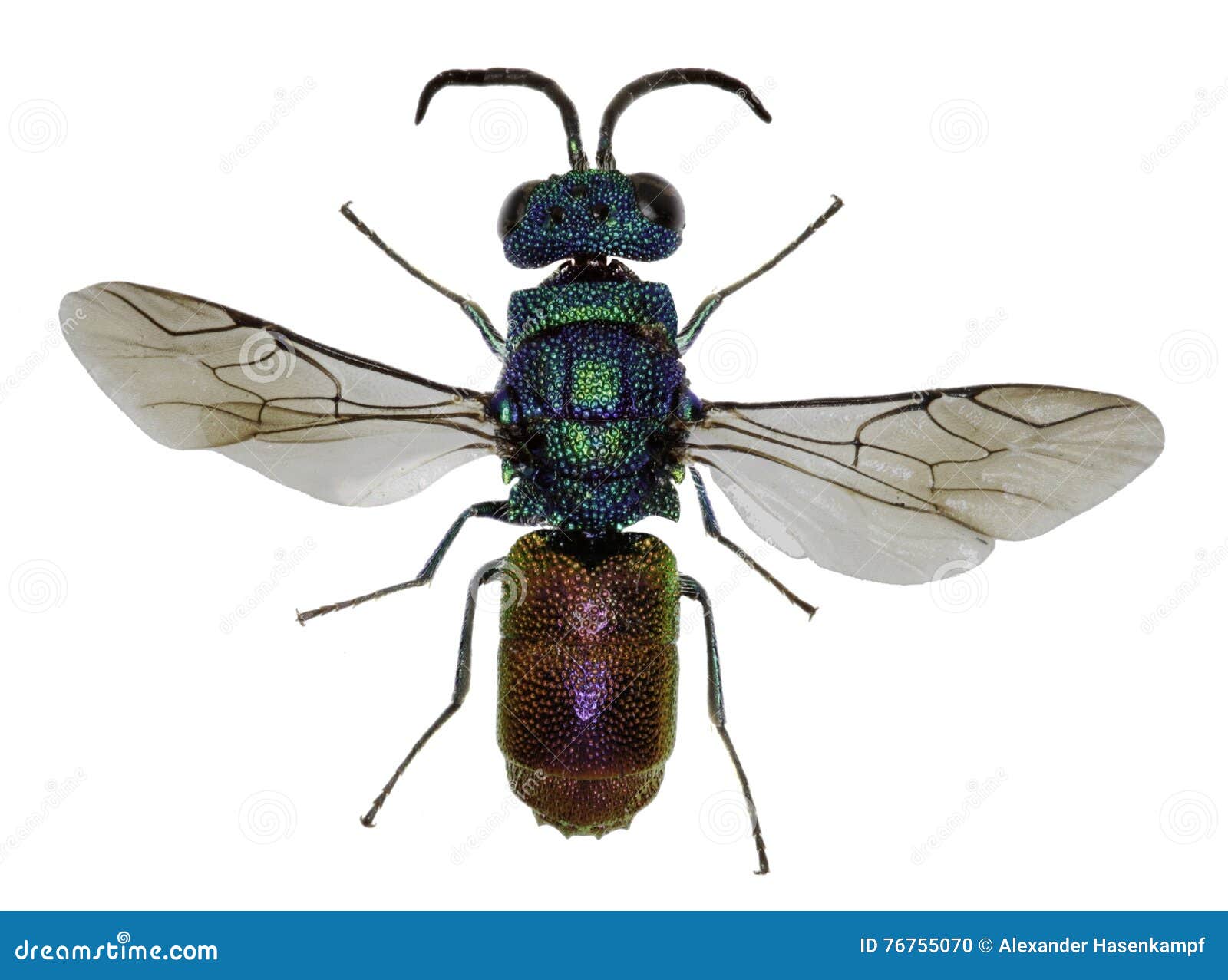 Ruby-Tailed Wasp on White Background Stock Photo - Image of chrysis ...