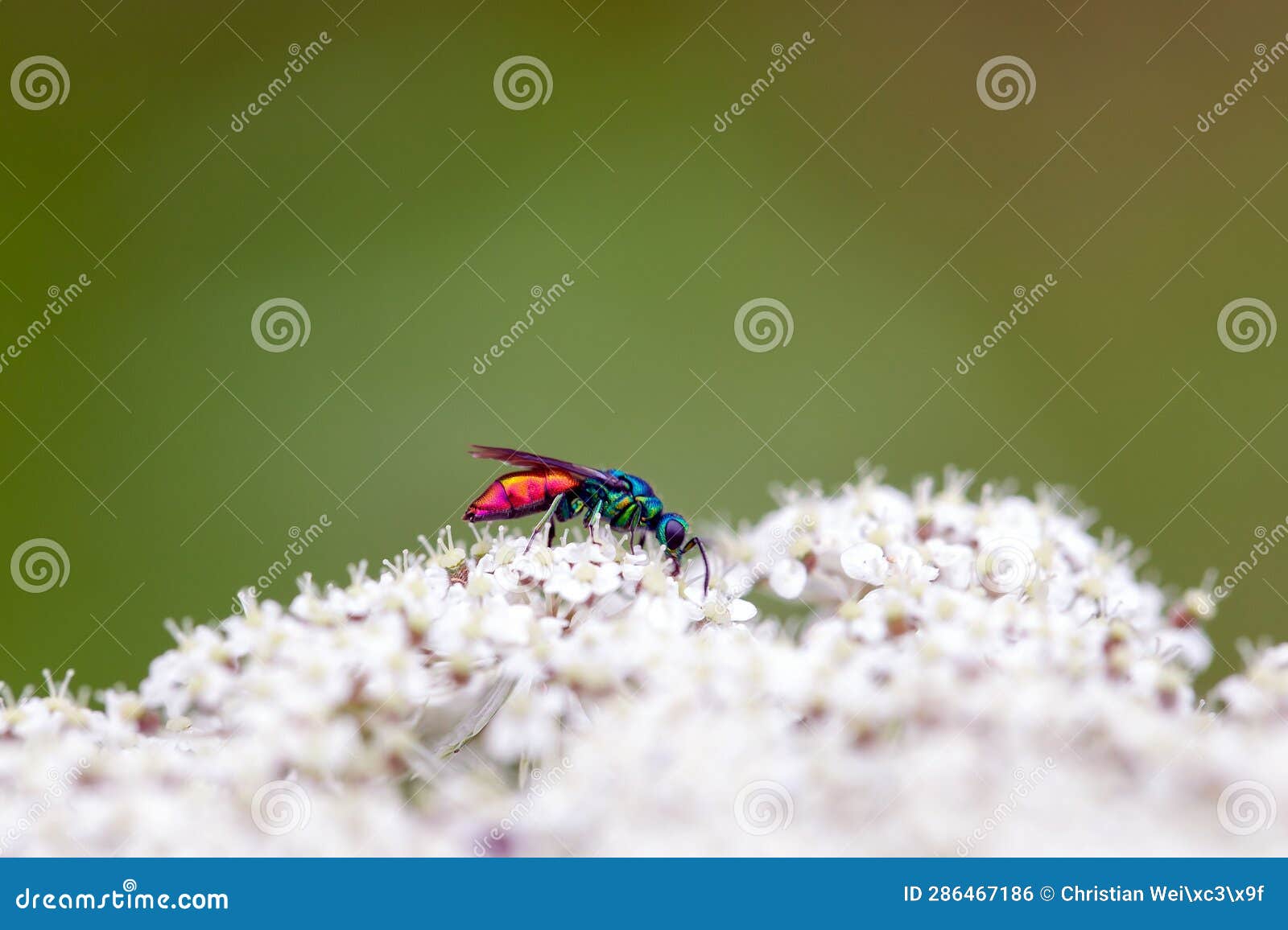 Ruby-tailed Wasps, Chrysis Ignita, on a Flower Stock Photo - Image of ...