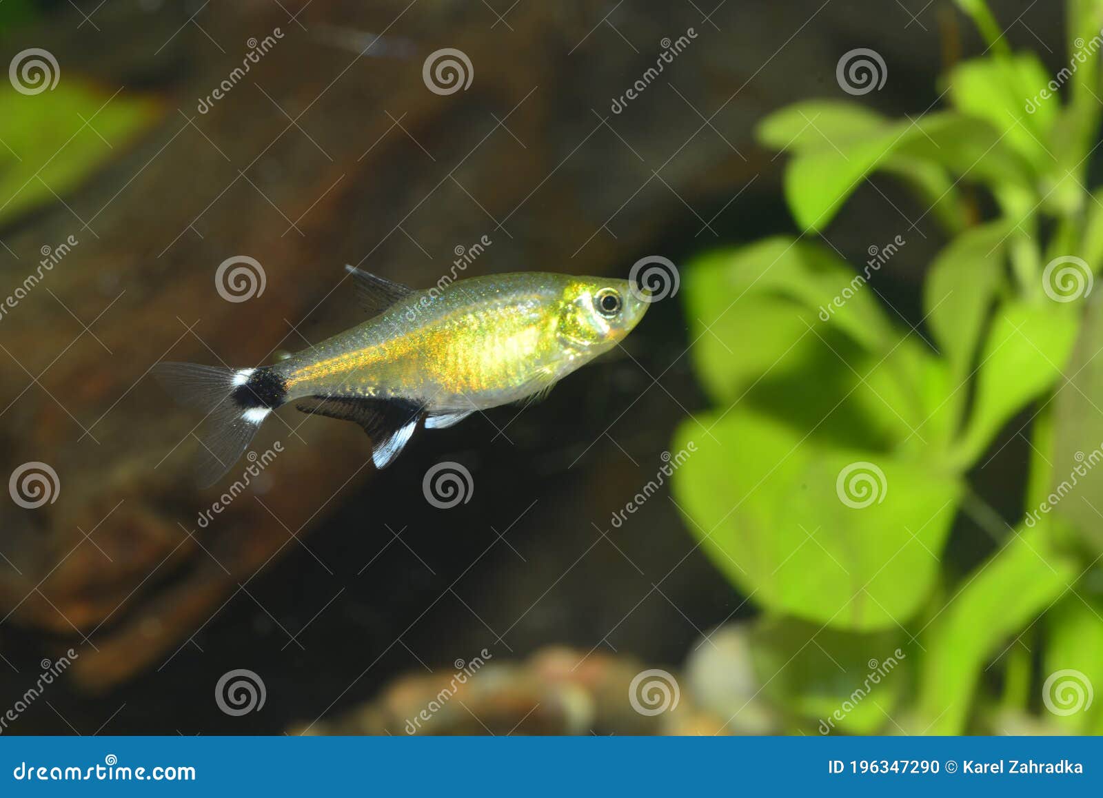 Axelrodia Riesei Stock Photos - Free & Royalty-Free Stock Photos from ...