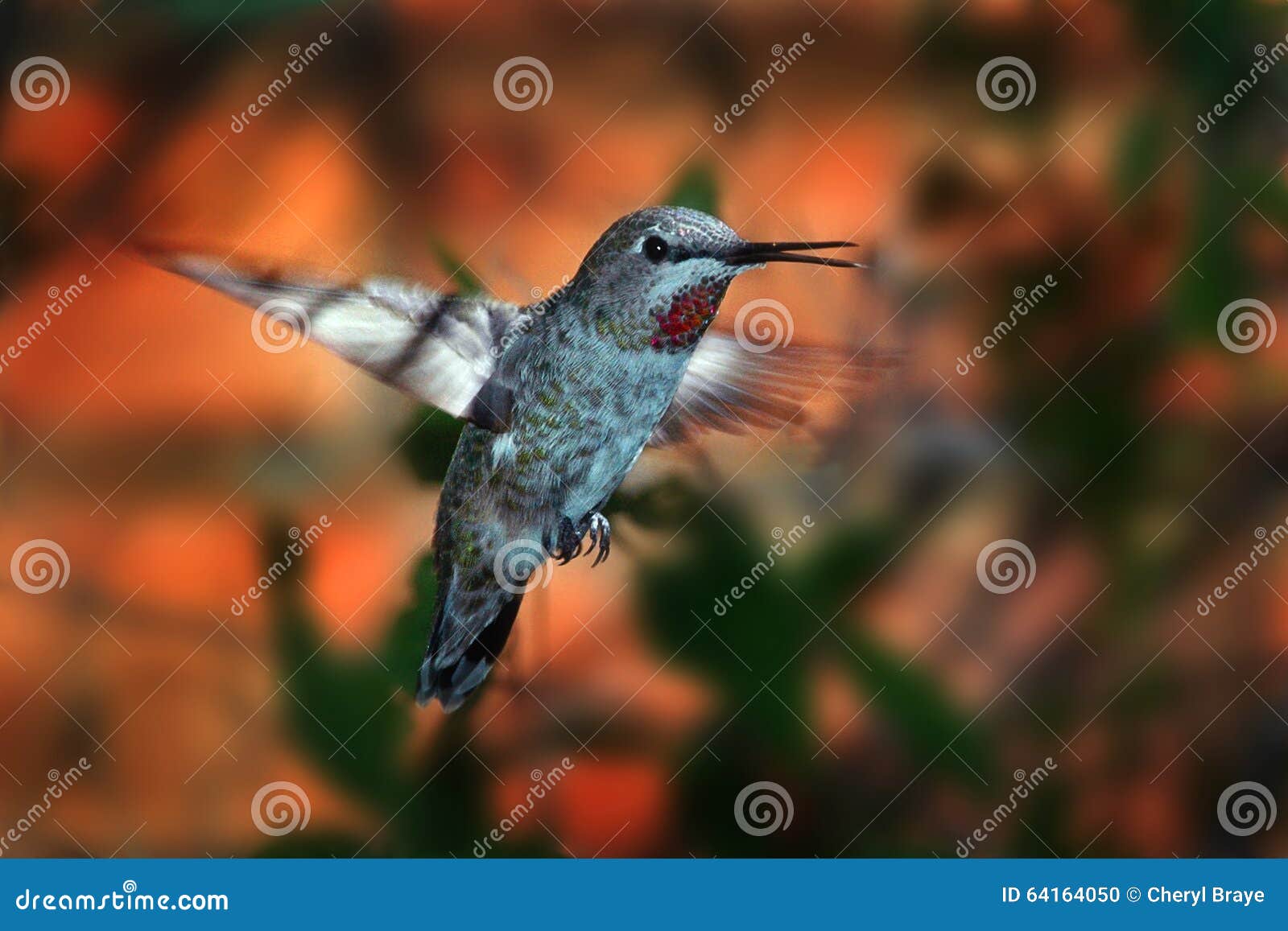 Ruby Throat Hummingbird stock photo. Image of garden - 64164050