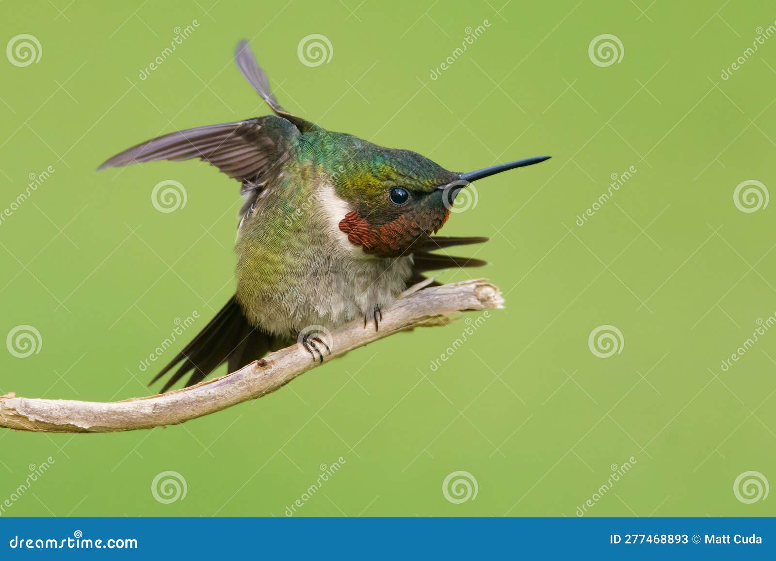 Ruby-throated Hummignbird stock image. Image of forsyth - 277468893