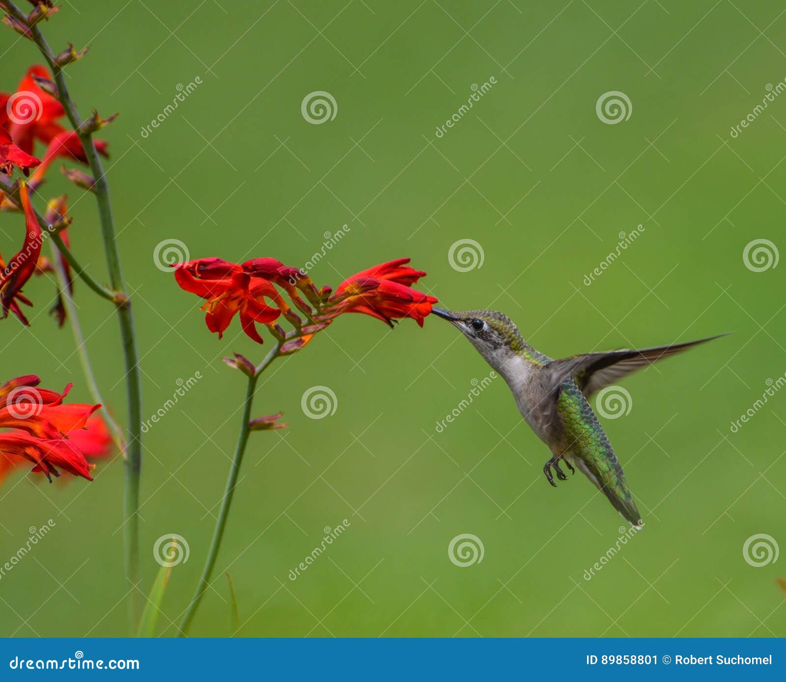Ruby Throated humming bird stock image. Image of fast - 89858801