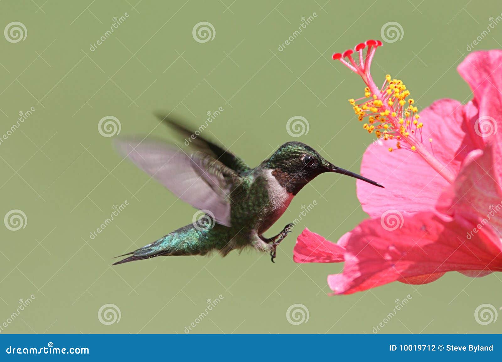 A Ruby-Throated Hummingbird Side View As It Is Perched On A Tree Branch ...