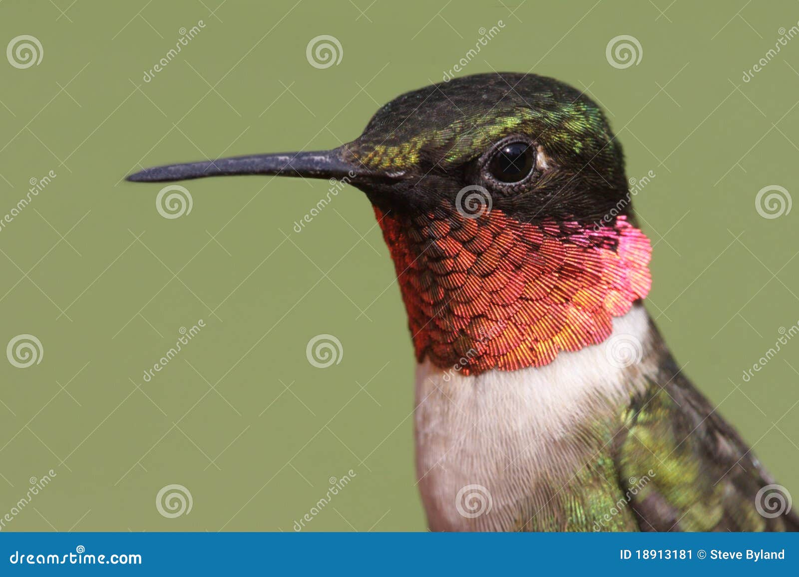 Ruby-Throated Hummingbird Isolated On Bush Stem Fluffing Green ...