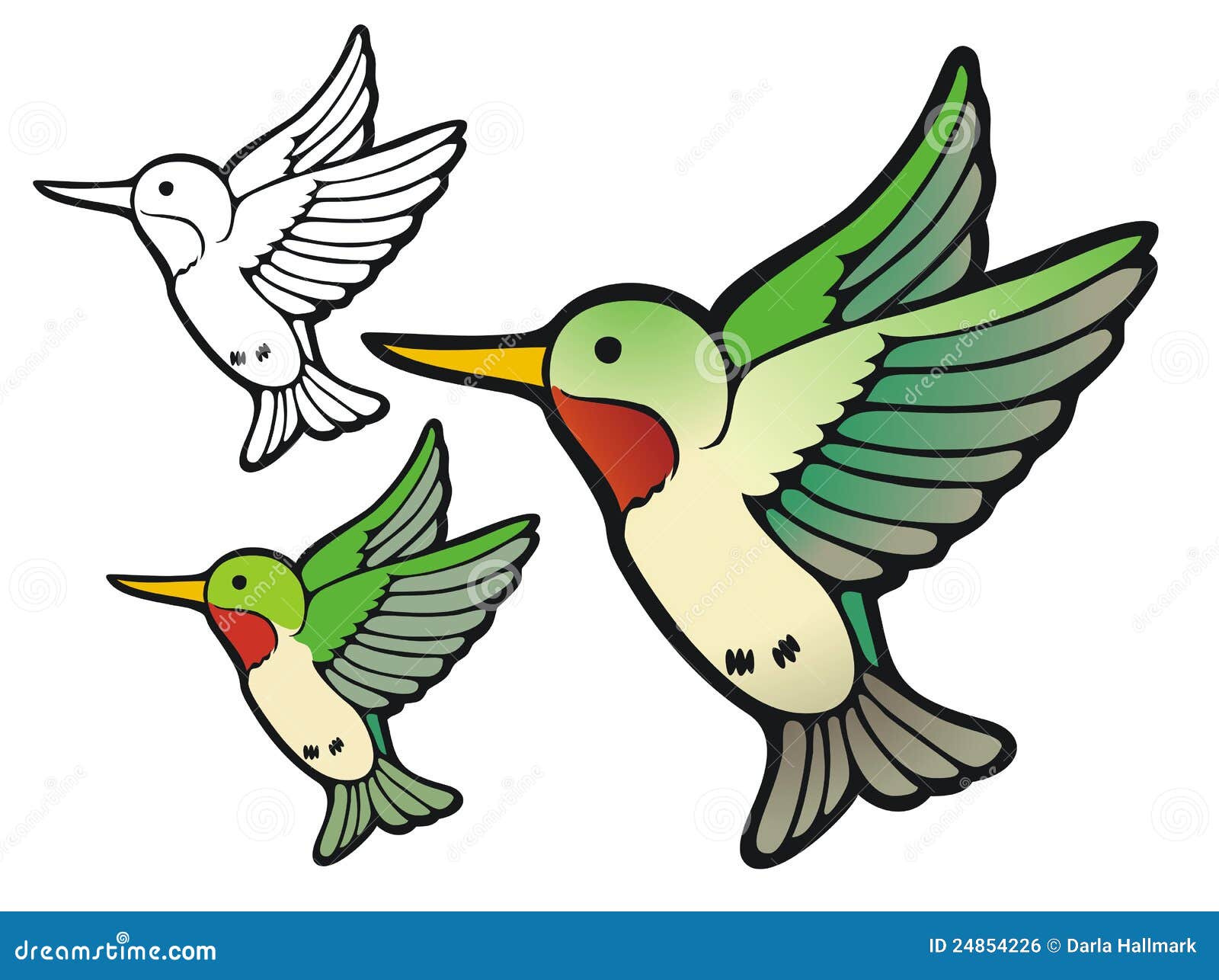 Ruby throated hummingbird stock vector. Illustration of drawing - 24854226