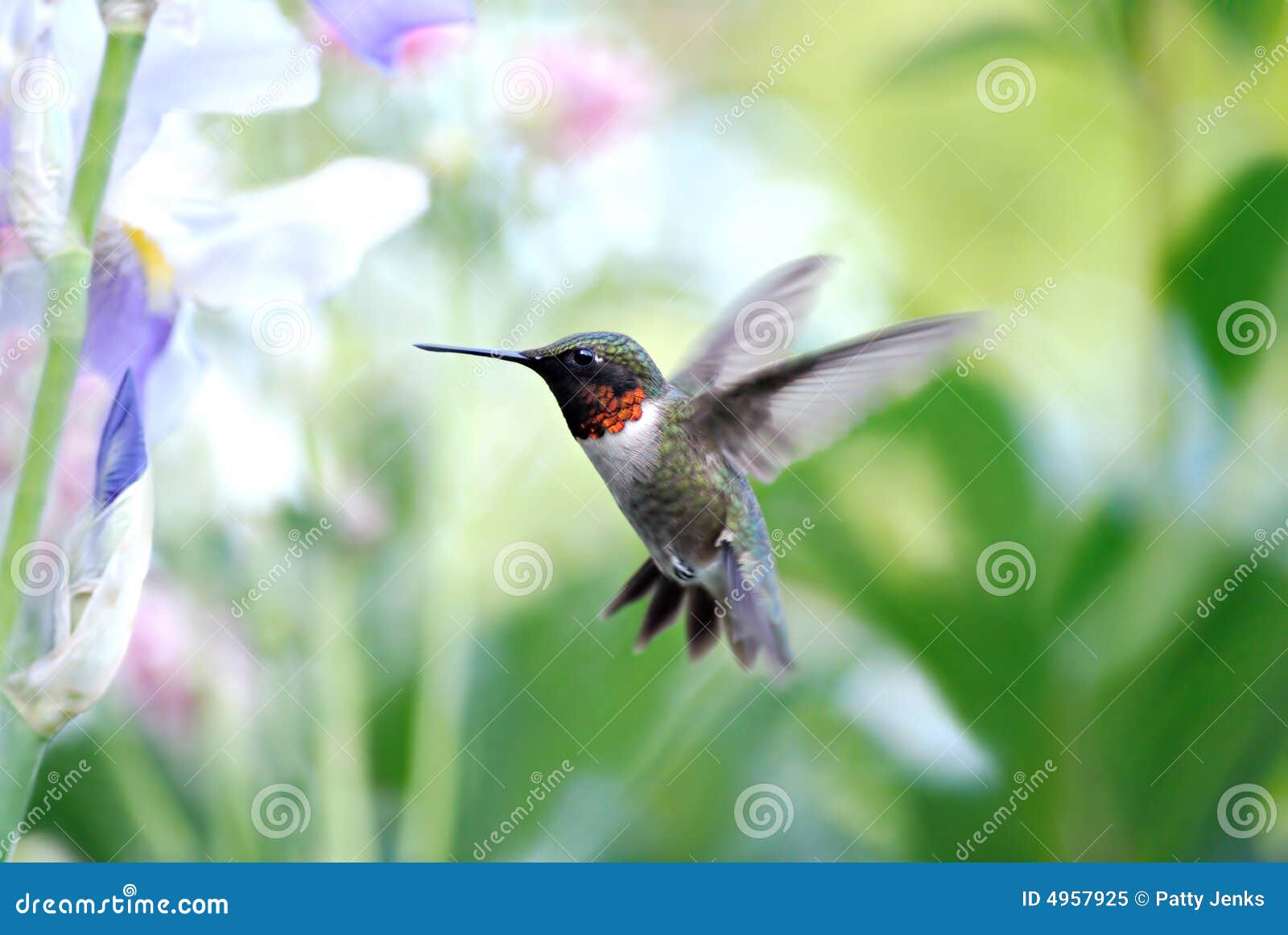 Ruby Throated HummingBird stock image. Image of hover - 4957925