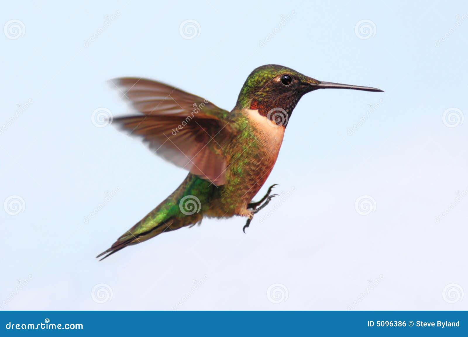 Ruby-throated Hummingbird stock photo. Image of wing, colubris - 5096386