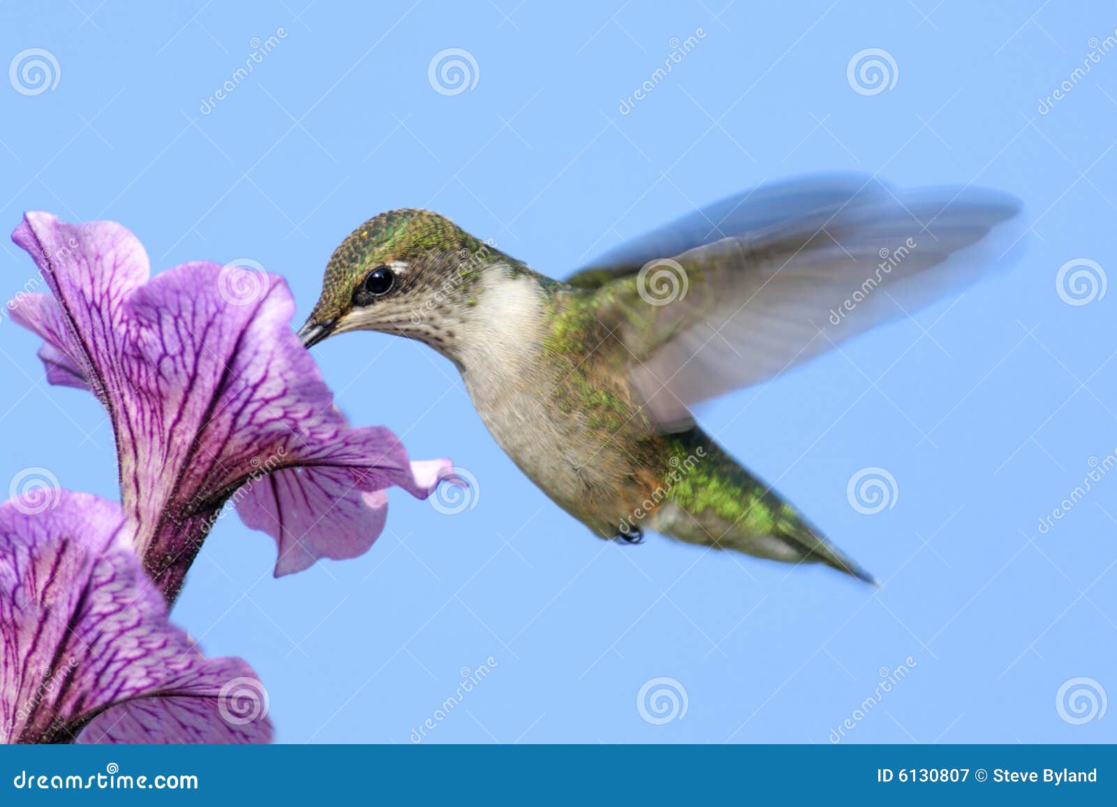 Ruby-throated Hummingbird stock image. Image of flower - 6130807