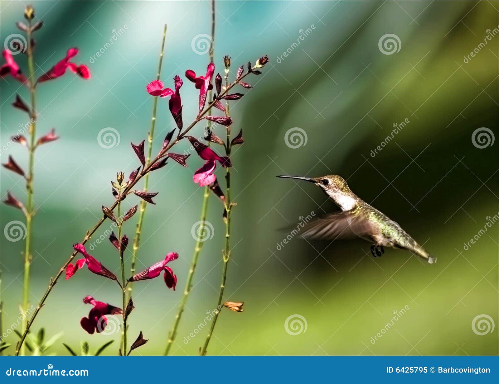 Ruby-Throated Hummingbird Isolated On Bush Stem Fluffing Green ...