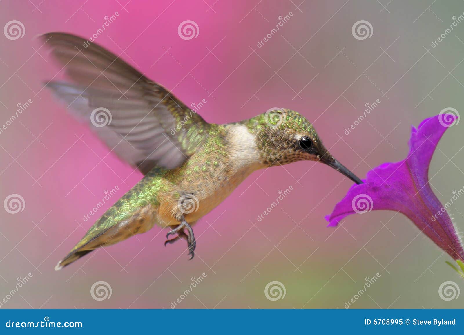 A Ruby-Throated Hummingbird Side View As It Is Perched On A Tree Branch ...
