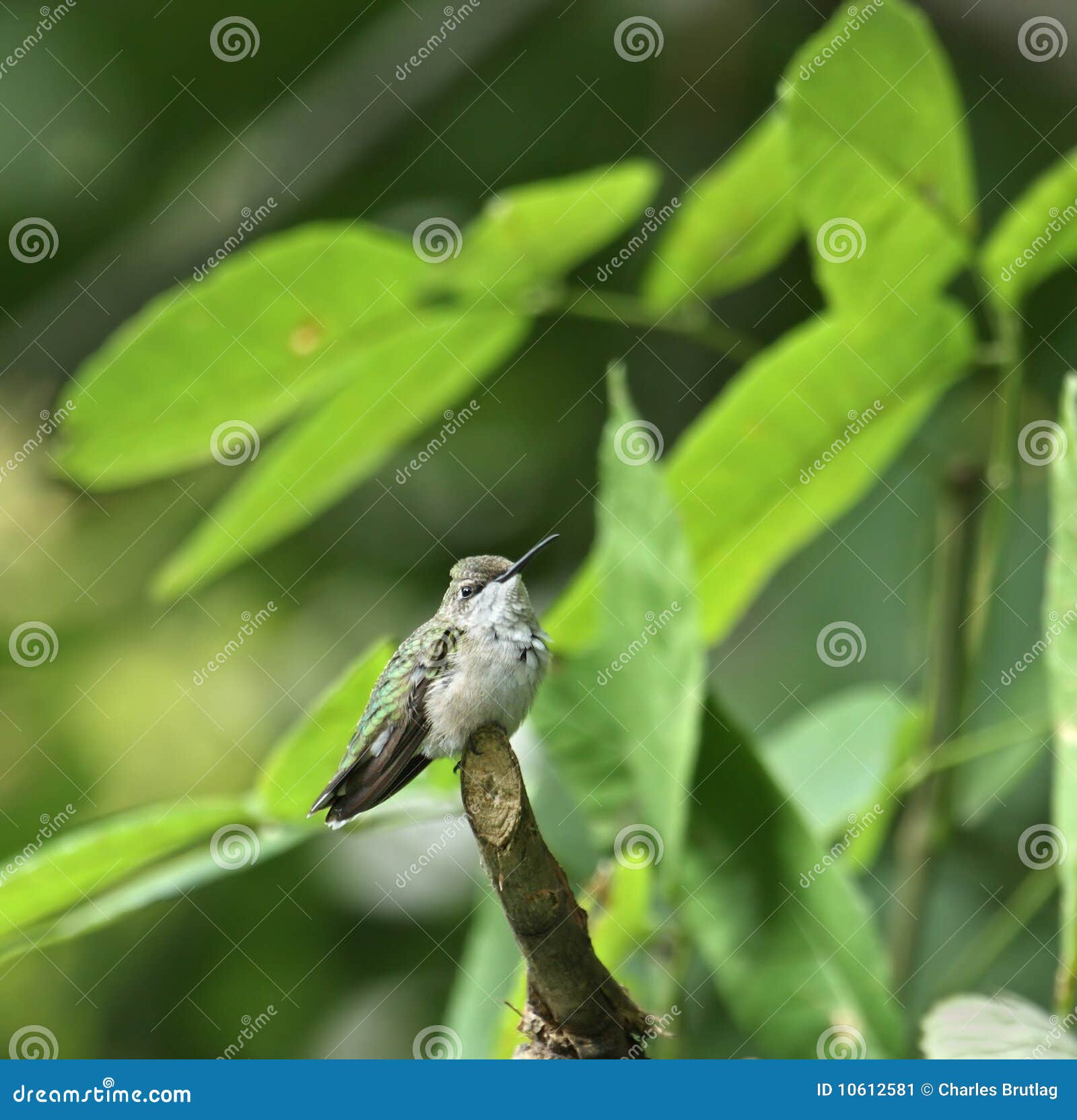 Ruby-throated Hummingbird (Archilochus Colubris) Stock Image - Image of ...