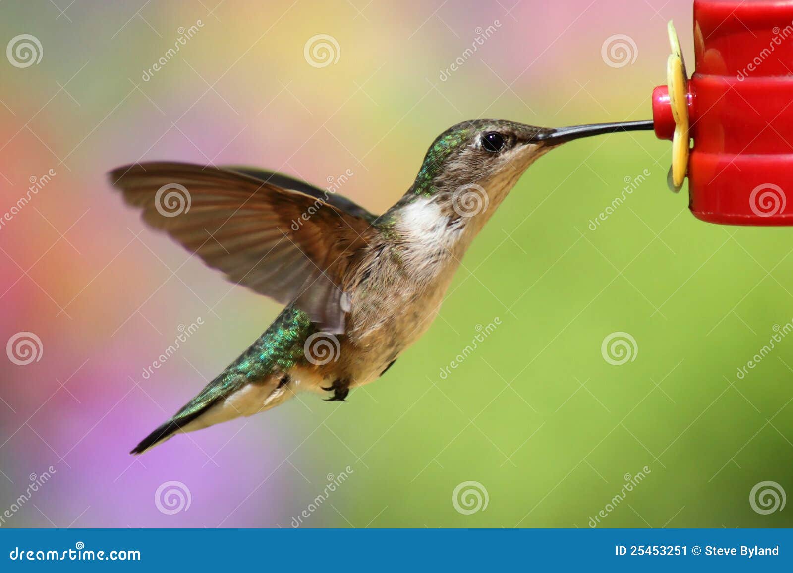 Ruby-throated Hummingbird (archilochus Colubris) Stock Image - Image of ...