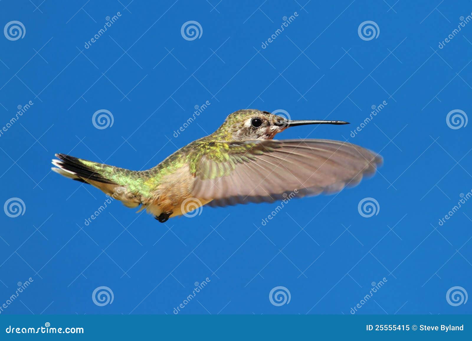 Ruby-throated Hummingbird (archilochus Colubris) Stock Image - Image of ...