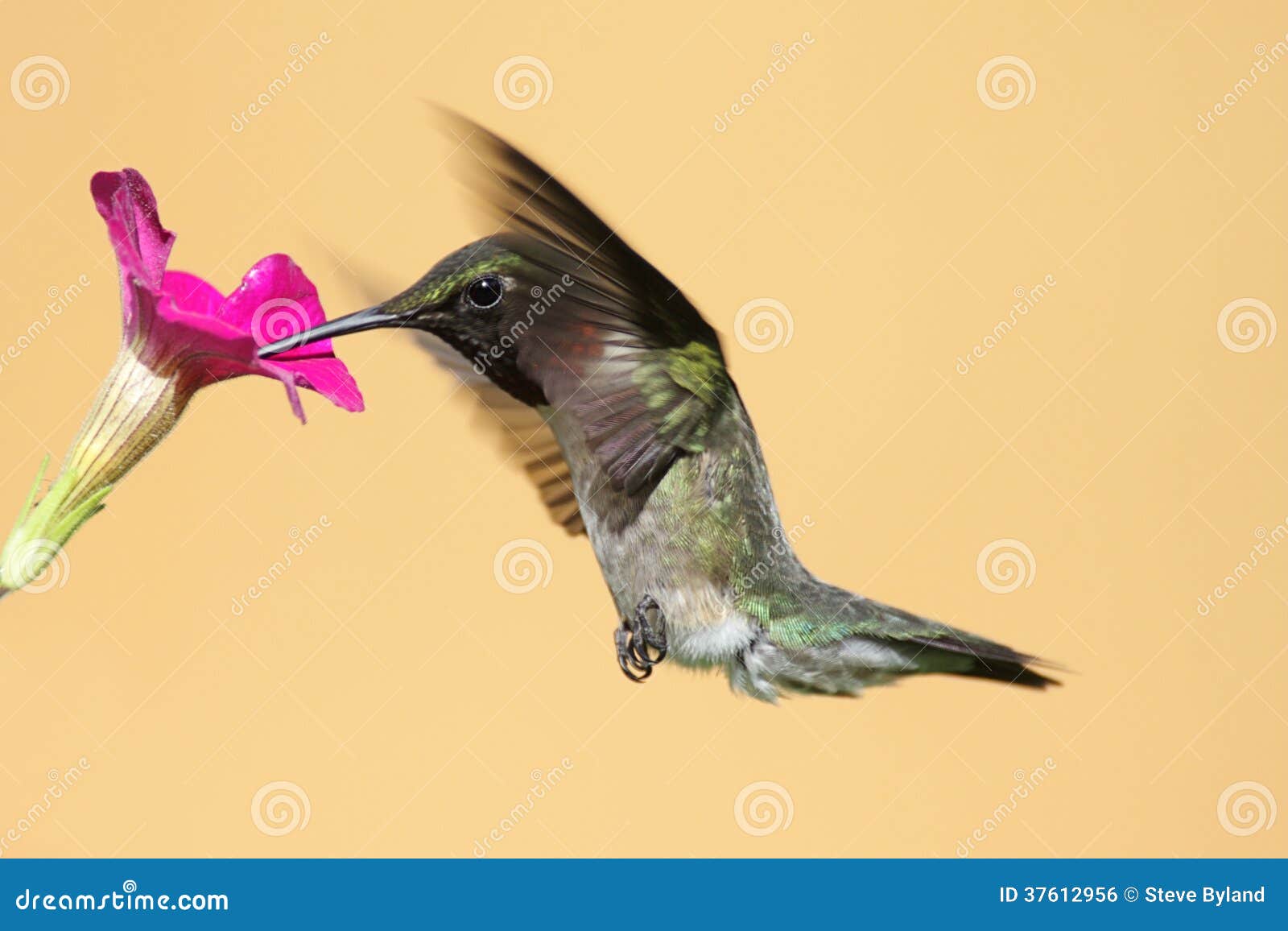 Ruby-throated Hummingbird (archilochus Colubris) Stock Photo - Image of ...