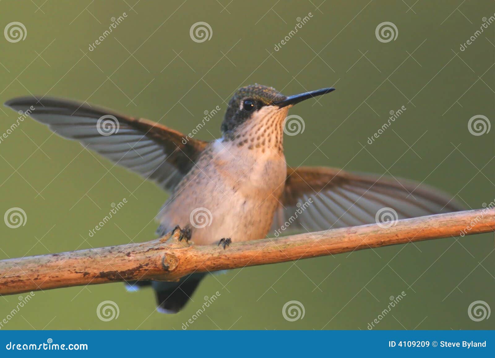 Ruby-throated Hummingbird (archilochus Colubris) Stock Image - Image of ...