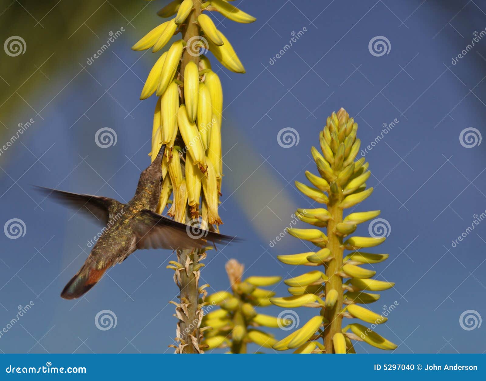 Ruby-throated Hummingbird (archilochus Colubris) Stock Photo - Image of ...