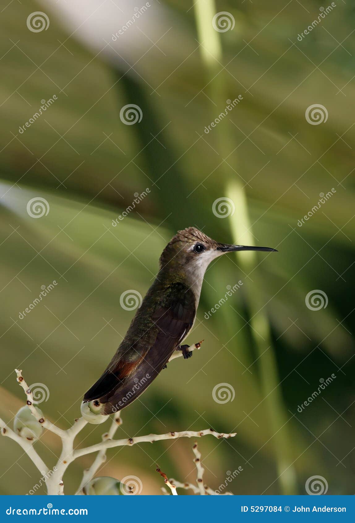 Ruby-throated Hummingbird (archilochus Colubris) Stock Photo - Image of ...