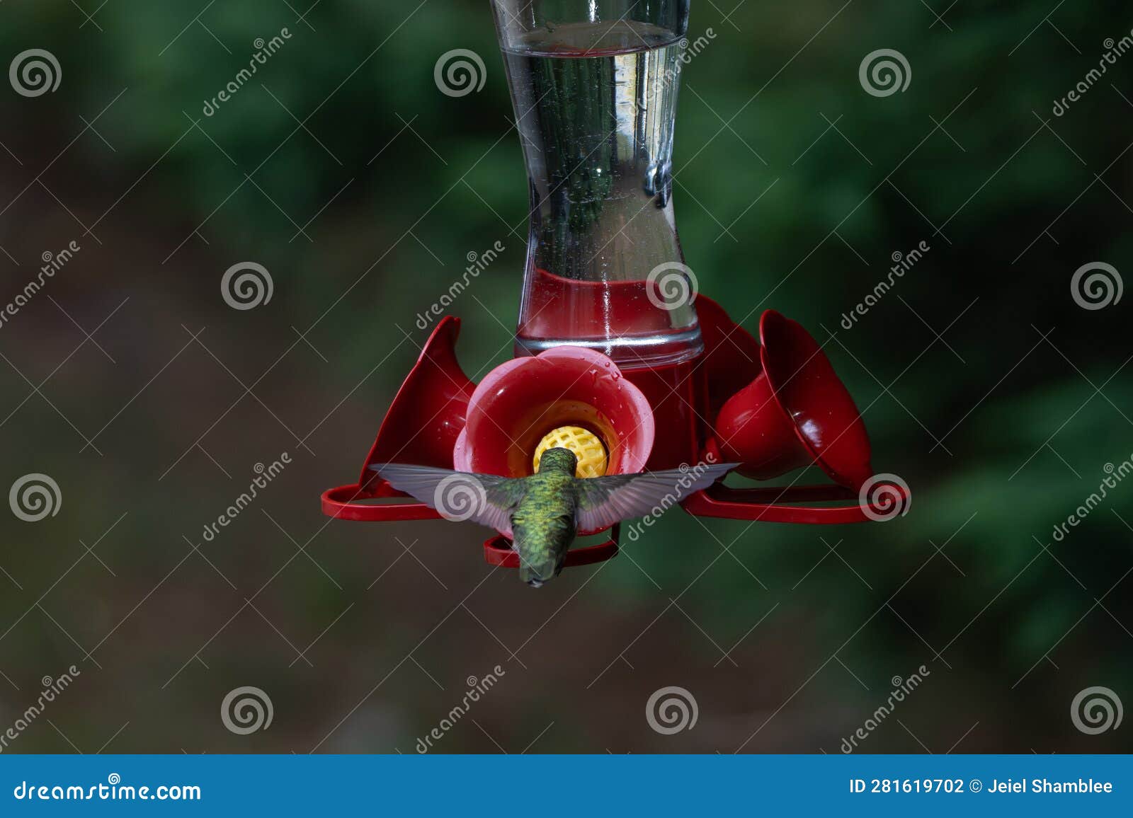 Ruby Throated Hummingbird from Behind. Stock Photo - Image of wildlife ...