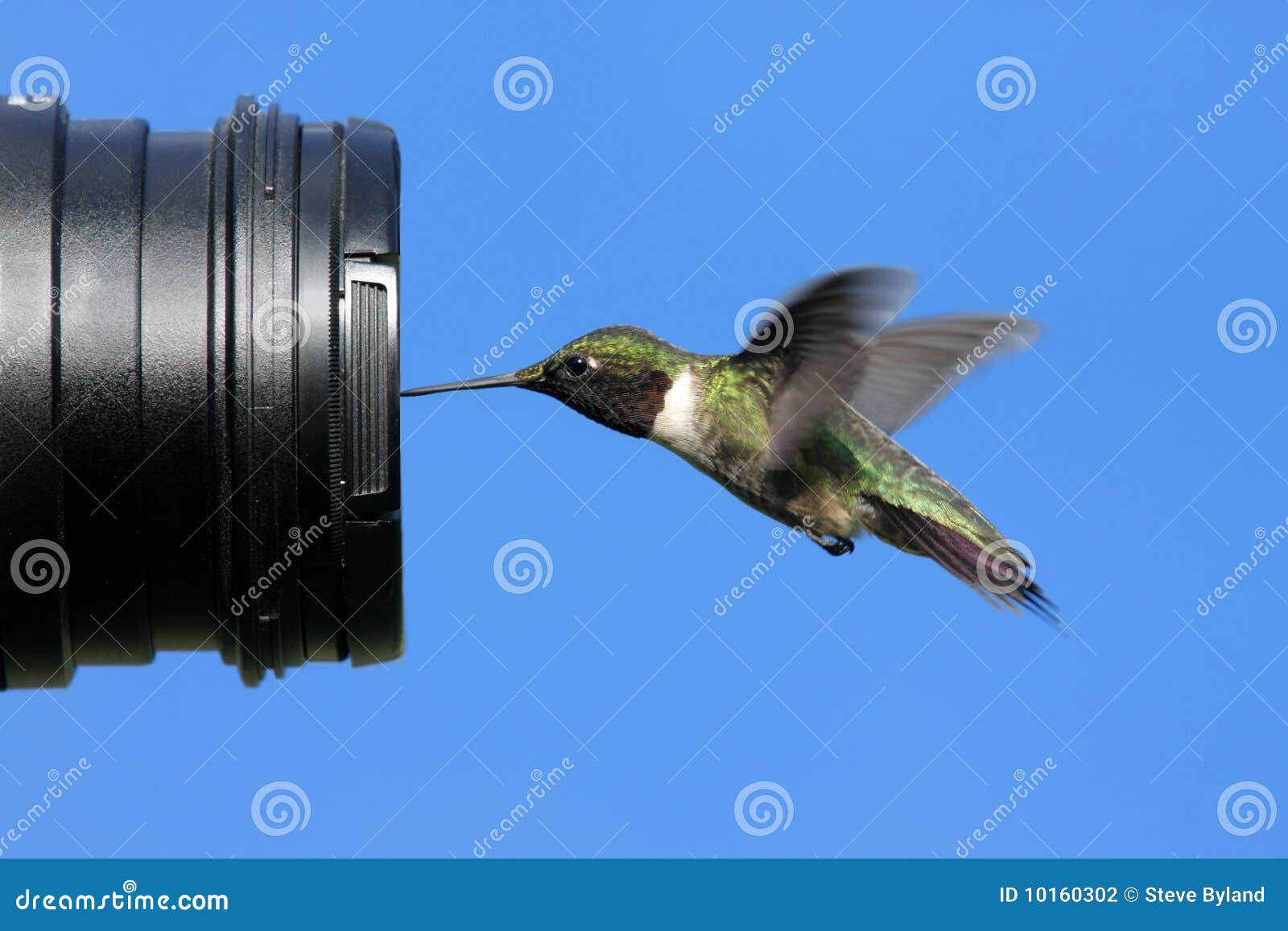 Ruby-throated Hummingbird with a Camera Stock Photo - Image of throat ...