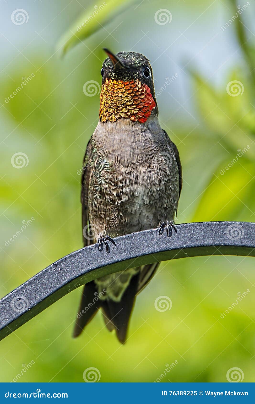 Ruby Throated Hummingbird stock image. Image of environmental - 76389225