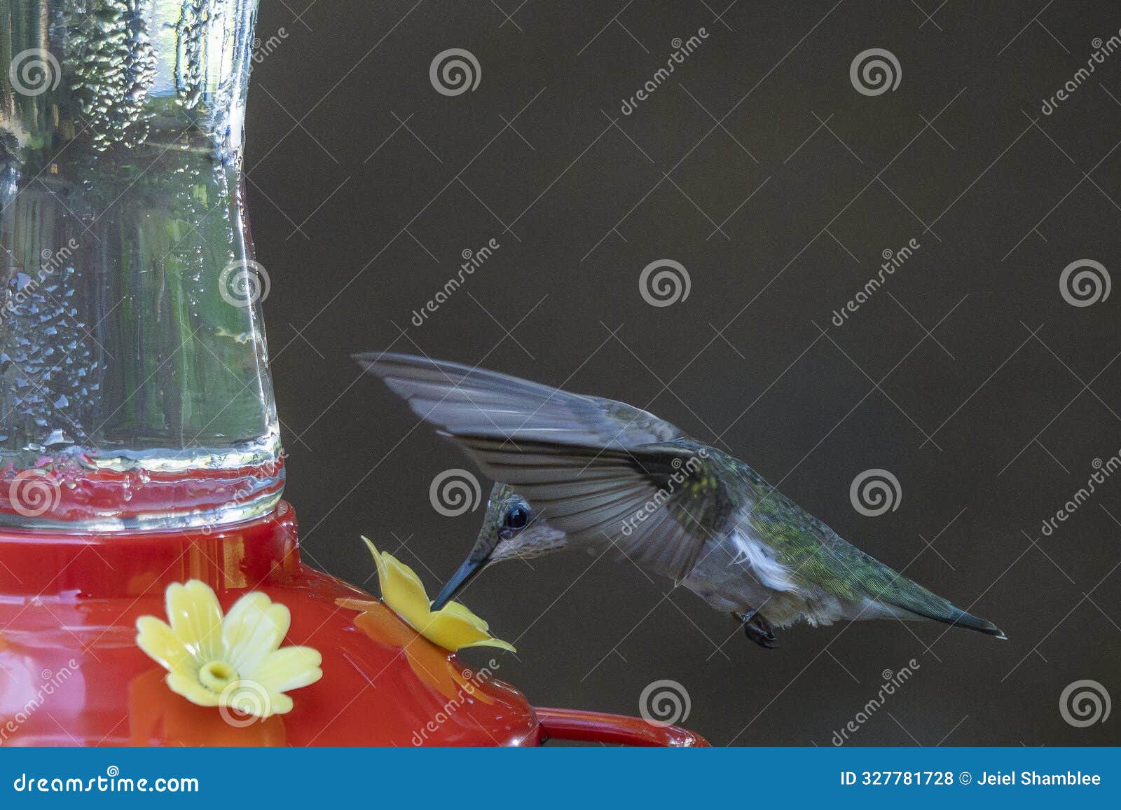 Pretty Hummingbird flying stock photo. Image of avian - 327781728