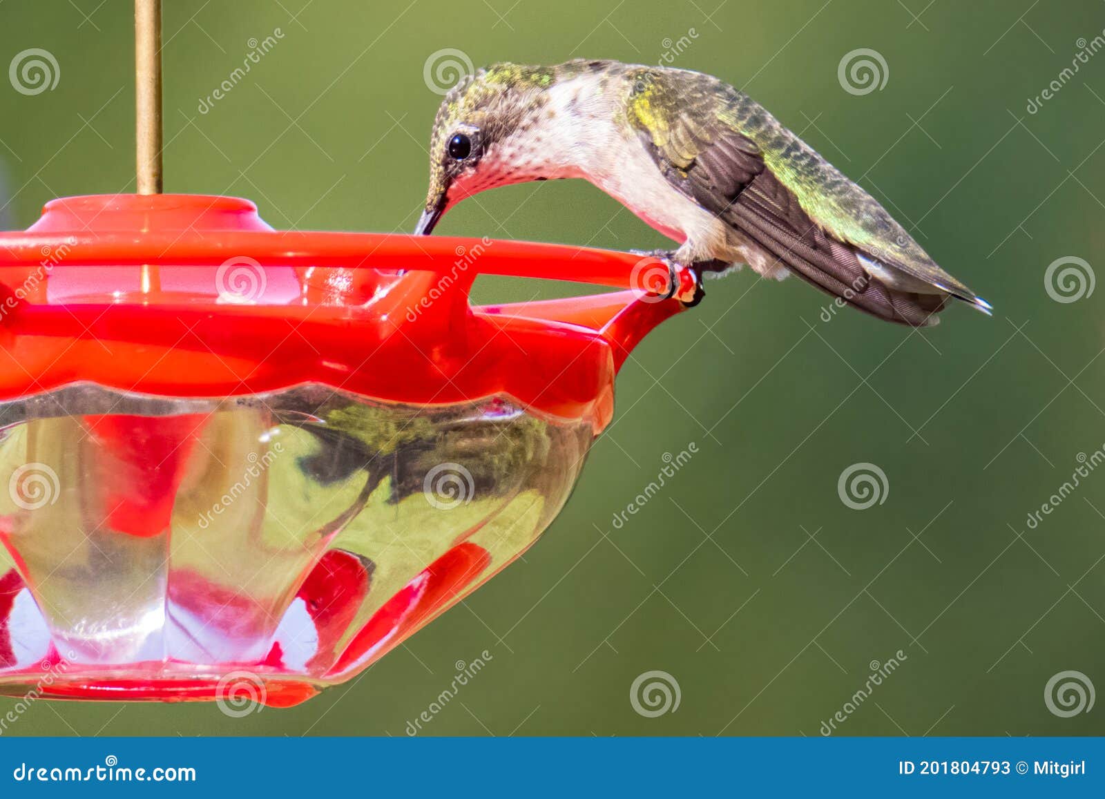 Ruby Throated Hummingbird Drinking Water Stock Image - Image of garden ...