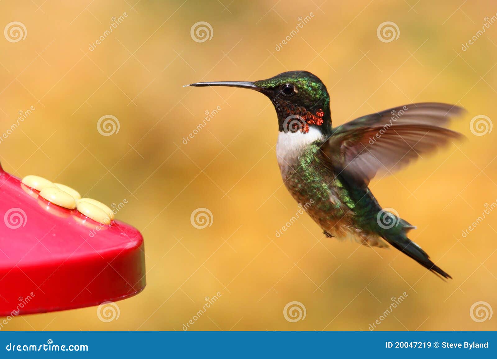 Ruby-throated Hummingbird at a Feeder Stock Image - Image of ...