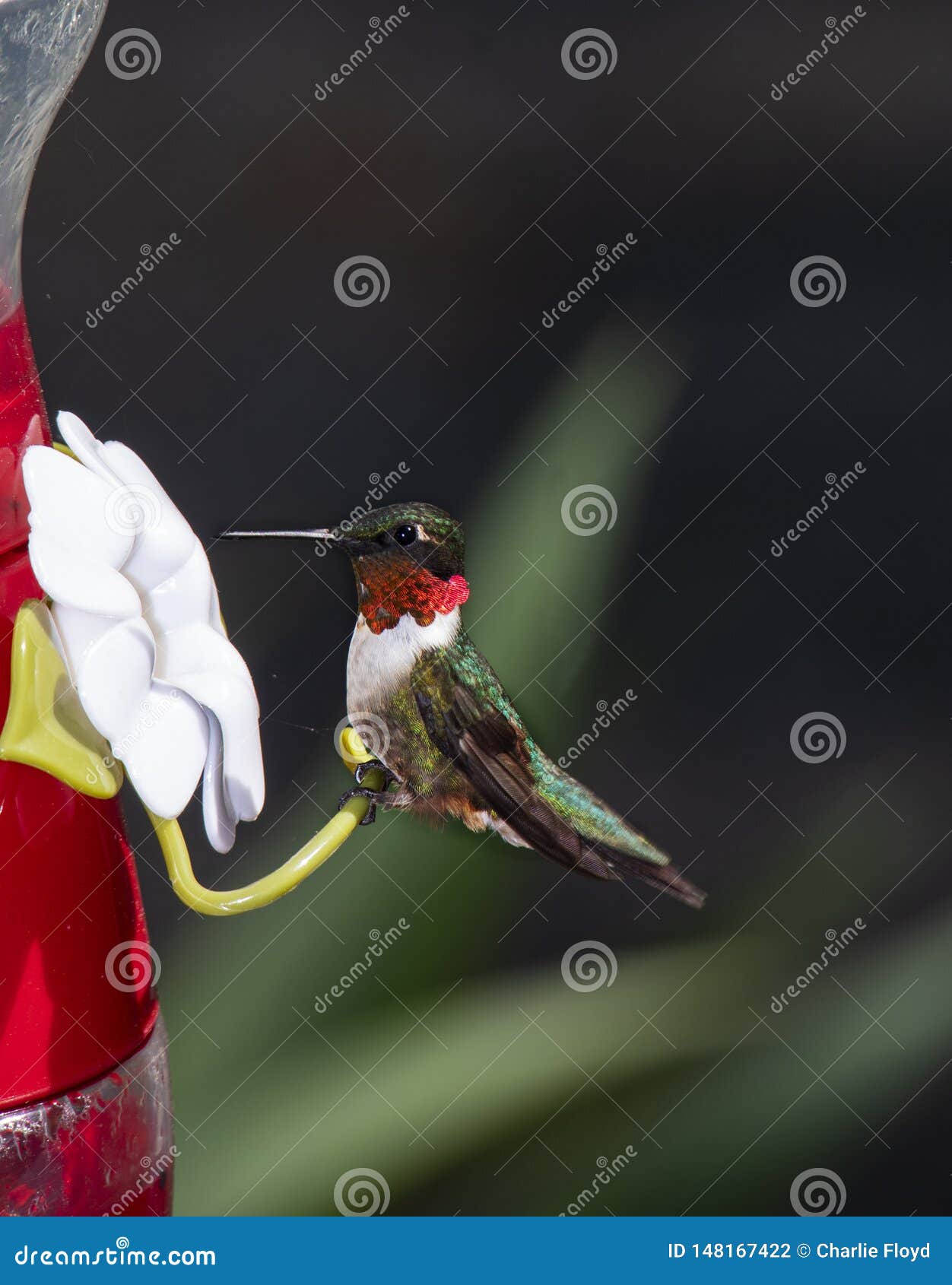 Ruby-throated Hummingbird at Feeder Stock Photo - Image of close ...