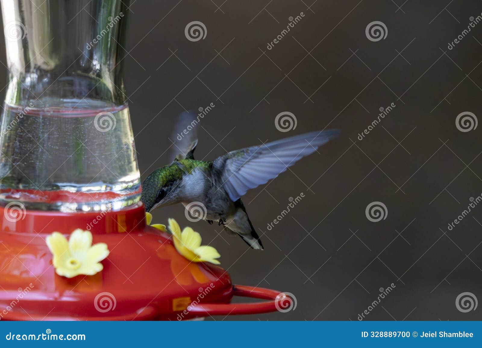 Ruby Throated Hummingbird Feeding Stock Photo - Image of avian, feather ...