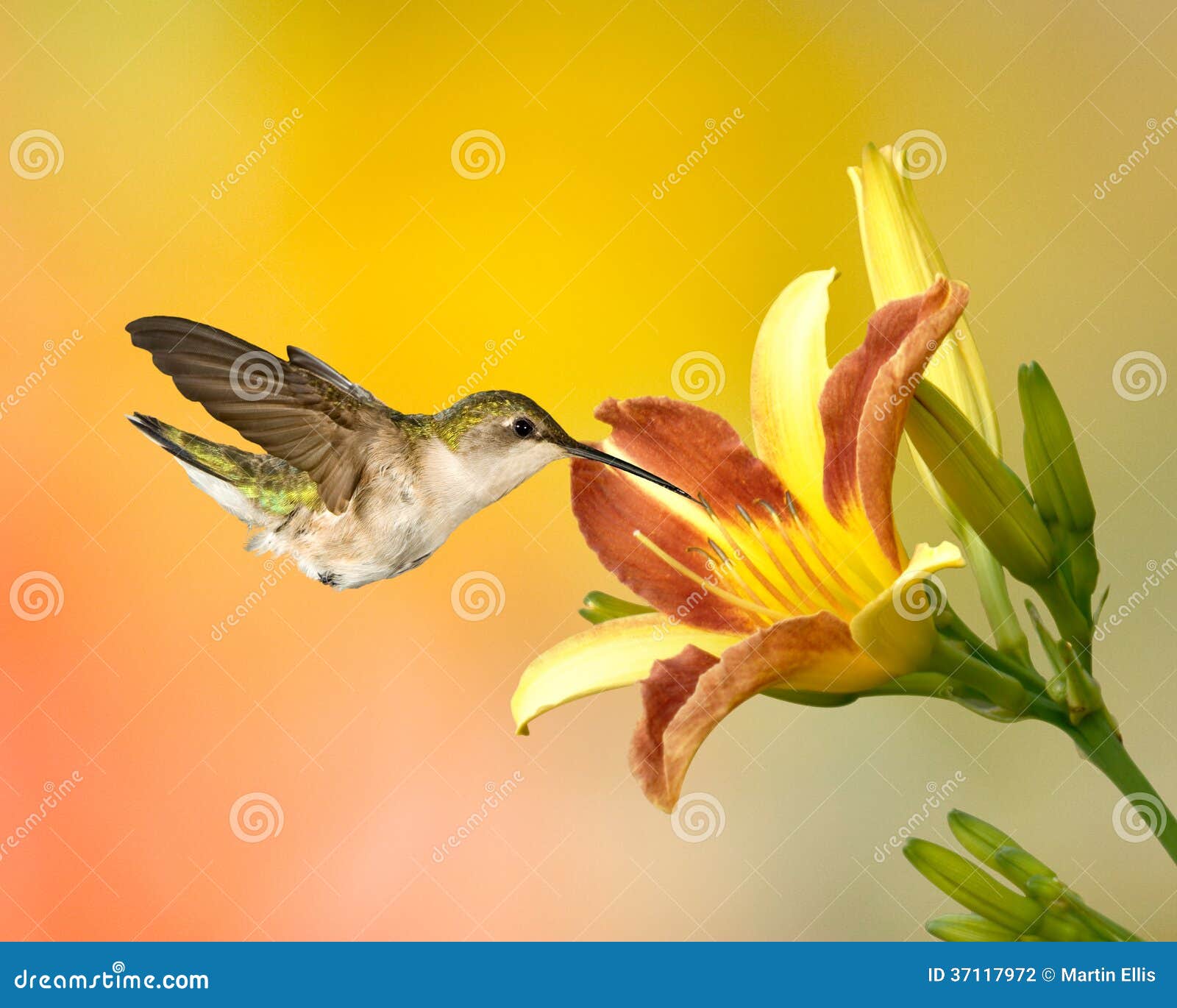 Hummingbird Pollination Feeding Flowers Royalty-Free Stock Photo ...