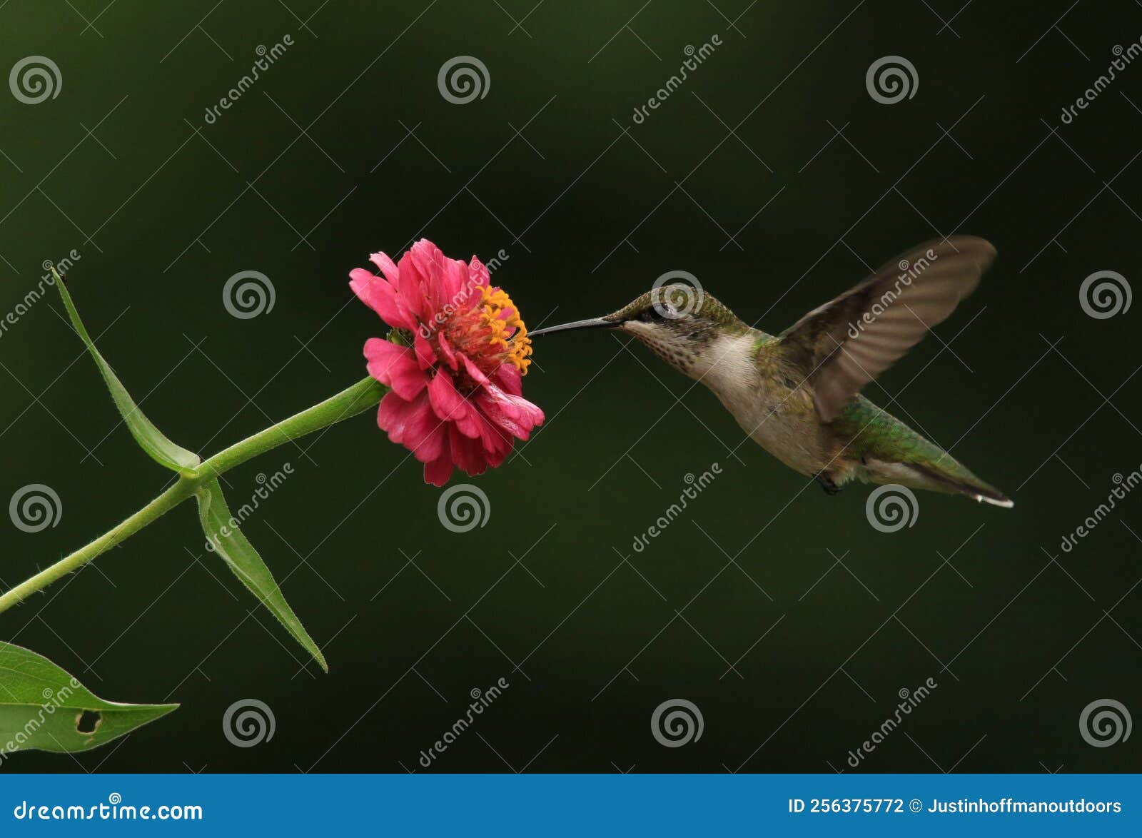 Ruby-throated Hummingbird Feeding from Flower Stock Photo - Image of ...