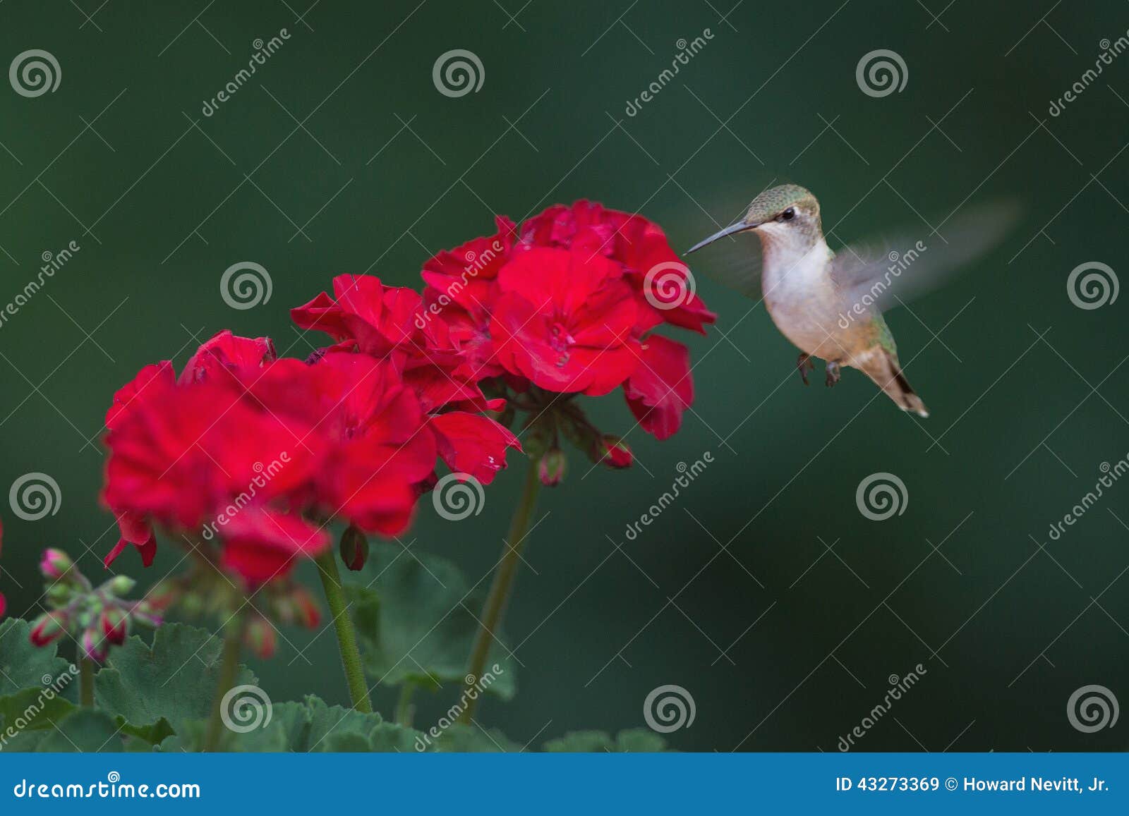 Ruby-throated Hummingbird Feeding on Flower Stock Image - Image of ...