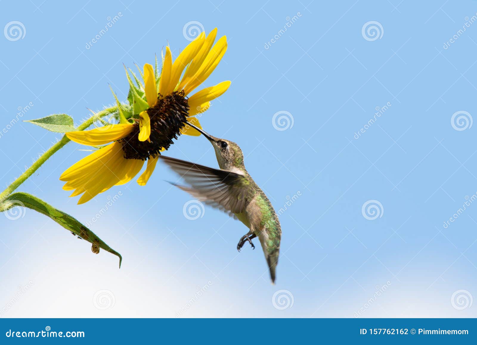 Ruby-throated Hummingbird Feeding on a Sunflower Stock Photo - Image of ...