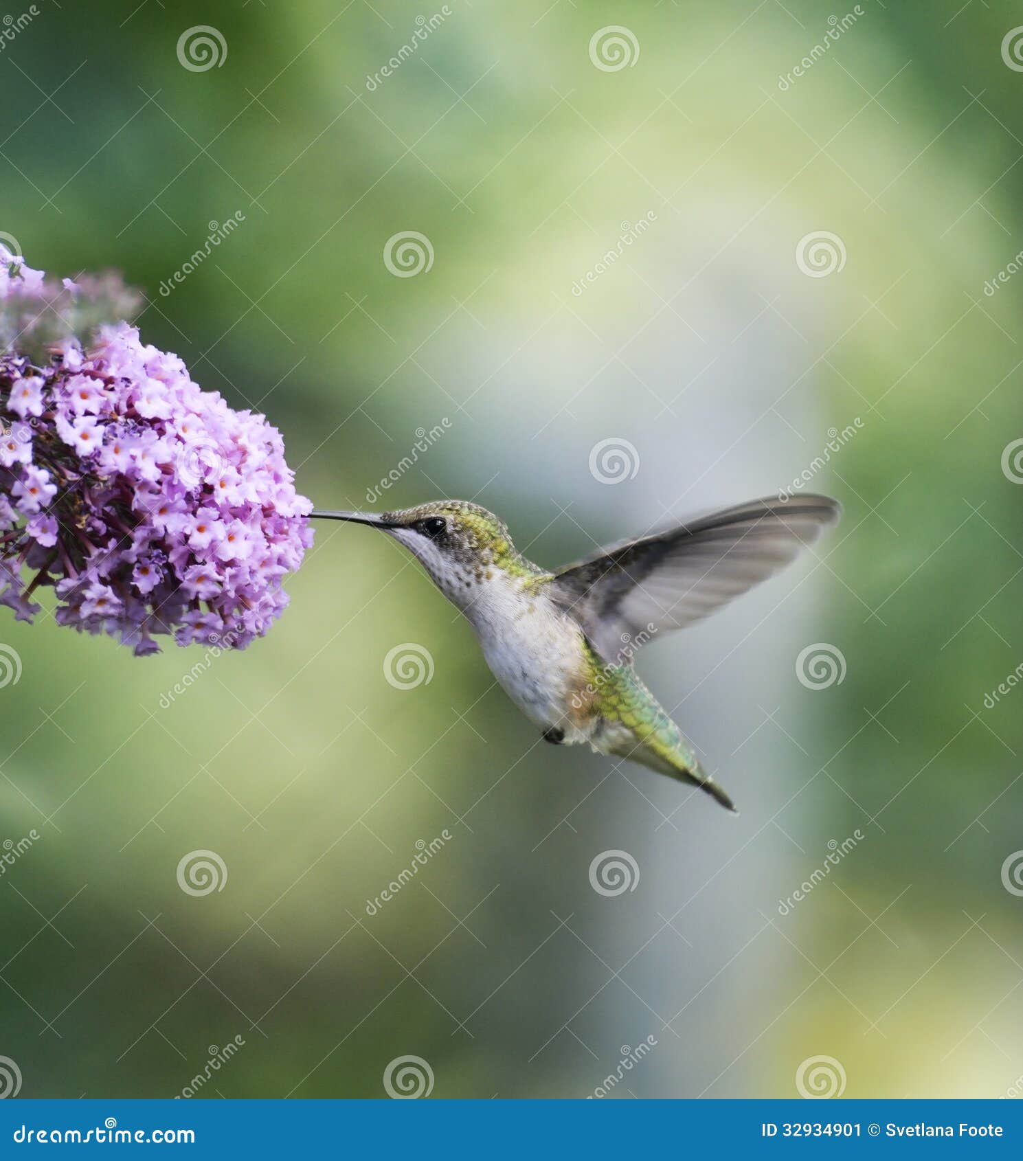 Ruby Throated Hummingbird Female Stock Image - Image of blooms, flowers ...