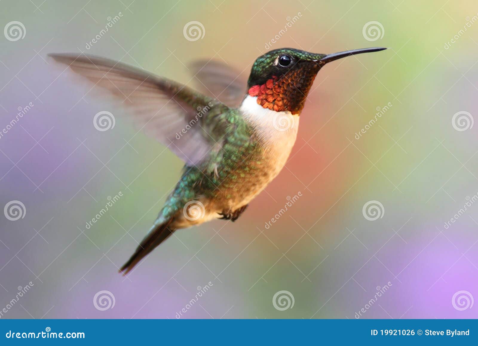 Ruby-Throated Hummingbird Isolated On Bush Stem Fluffing Green ...