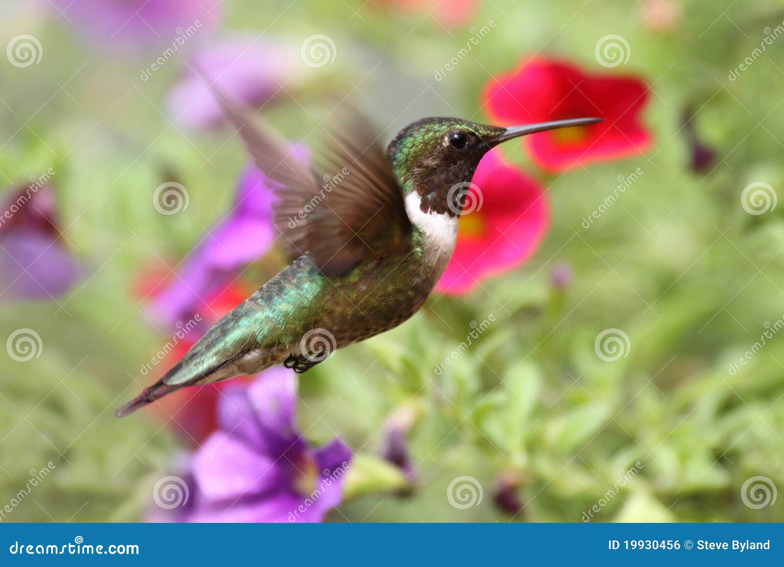 Ruby-throated Hummingbird in Flight Stock Photo - Image of hummingbirds ...