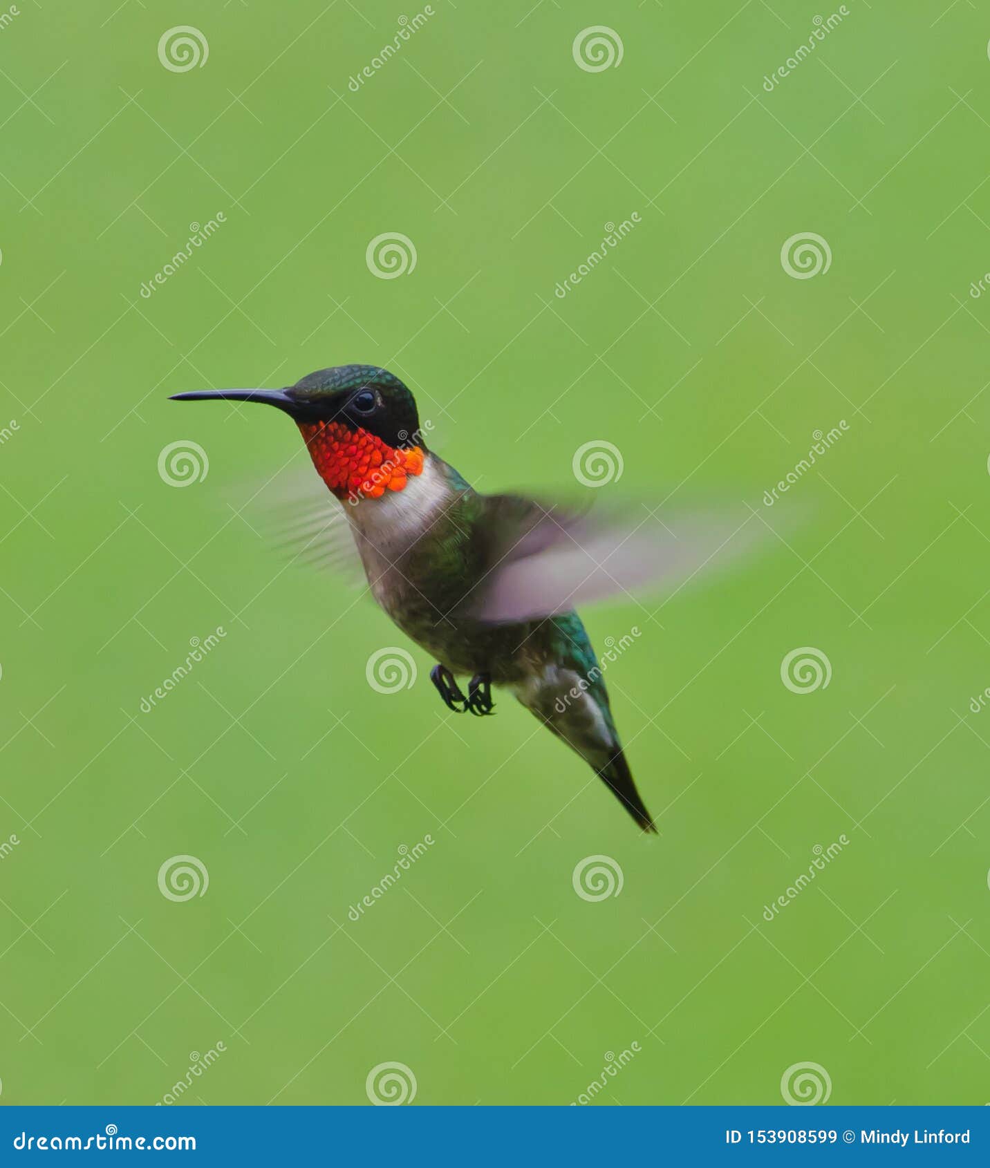 Ruby Throated Hummingbird in Flight Stock Image - Image of throated ...
