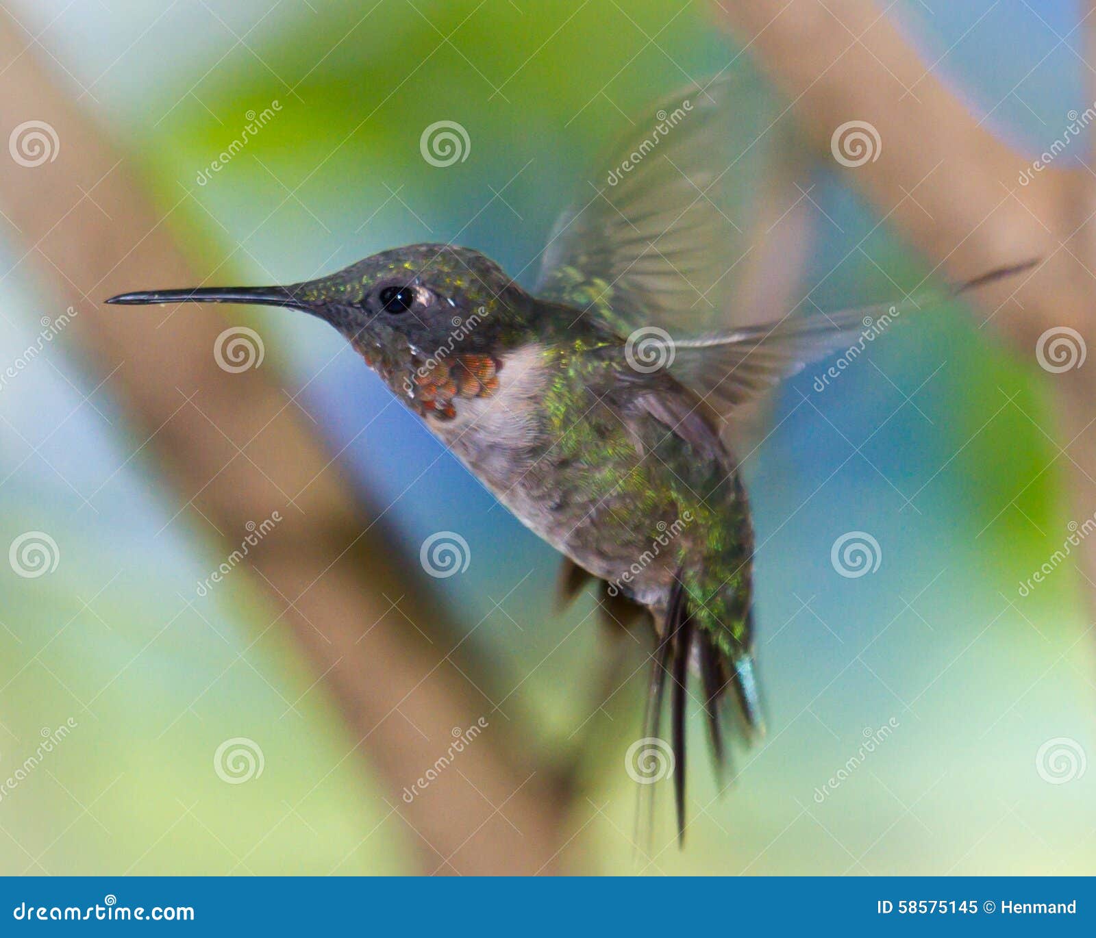 Ruby Throated Hummingbird in Flight Stock Image - Image of hummingbird ...