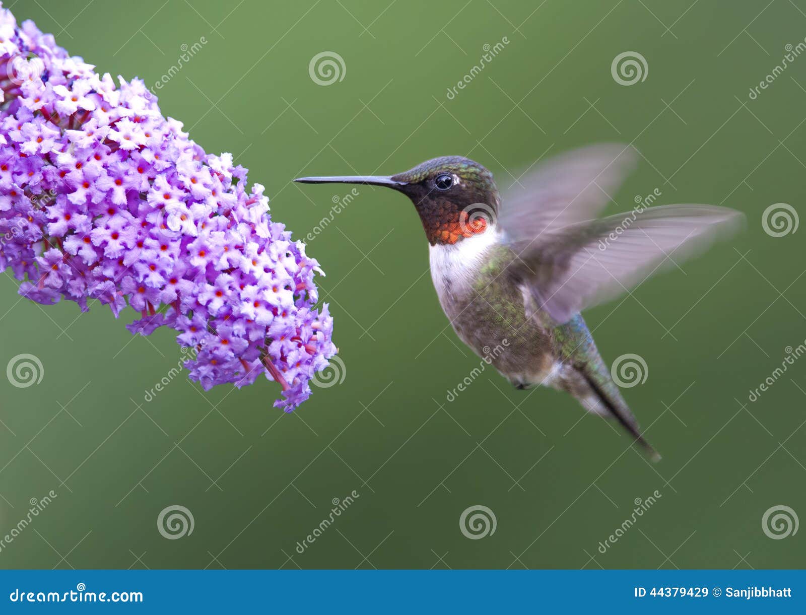 Ruby-throated Hummingbird stock image. Image of wildlife - 44379429