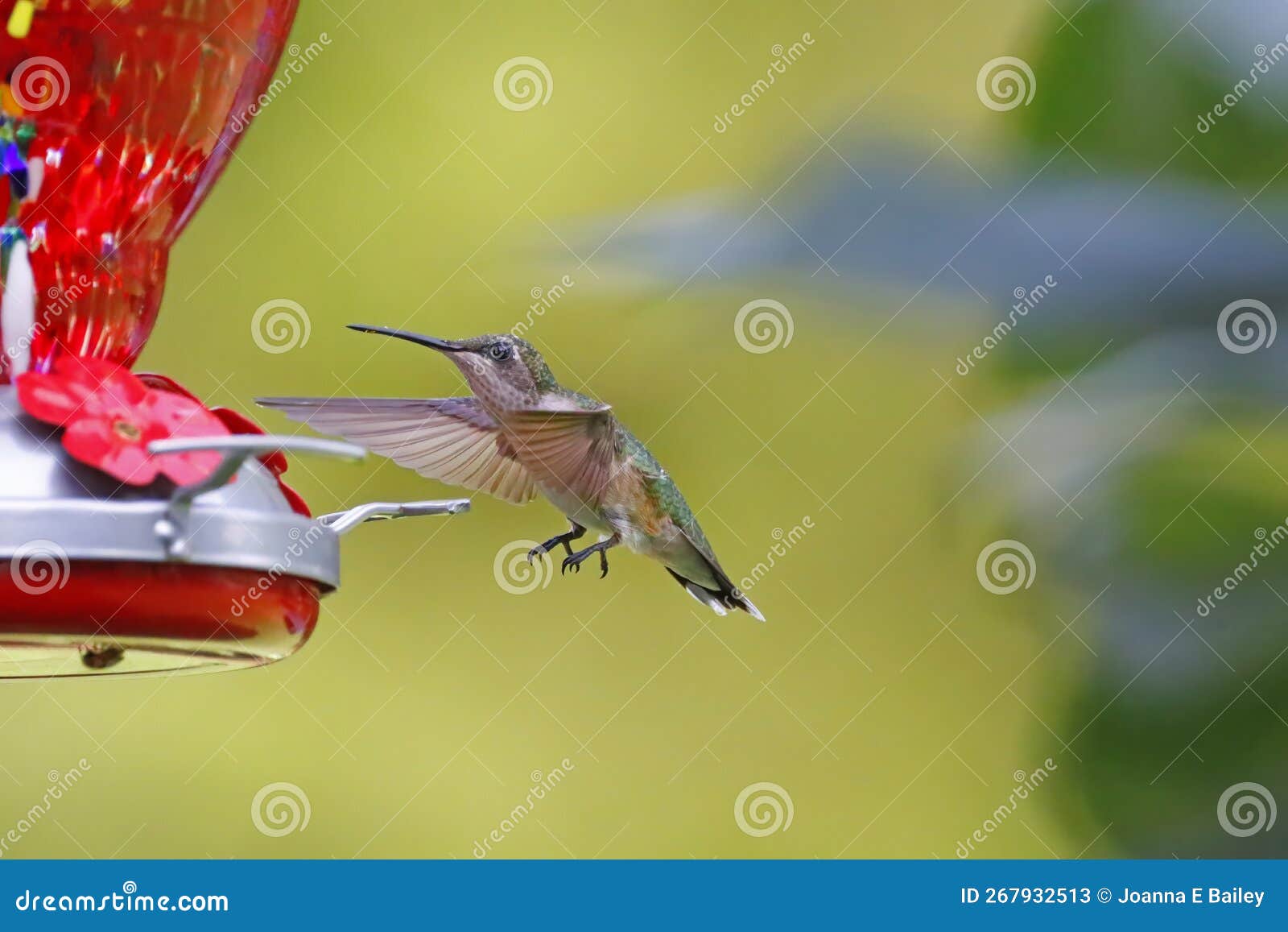 Ruby Throated Hummingbird Flying Wings Feathers Feet Clear and Crisp ...